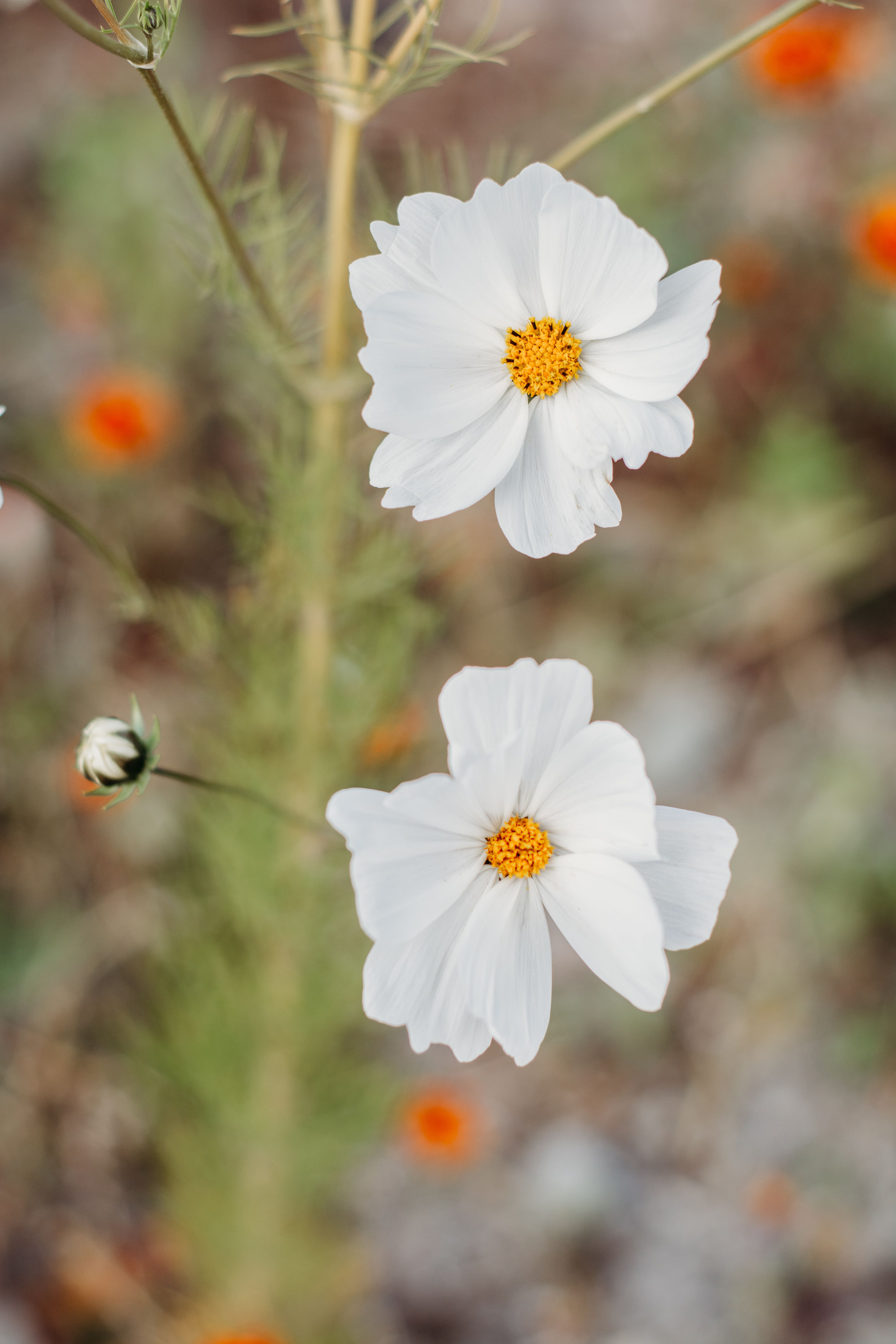 Close Up of Delicate Plant · Free Stock Photo