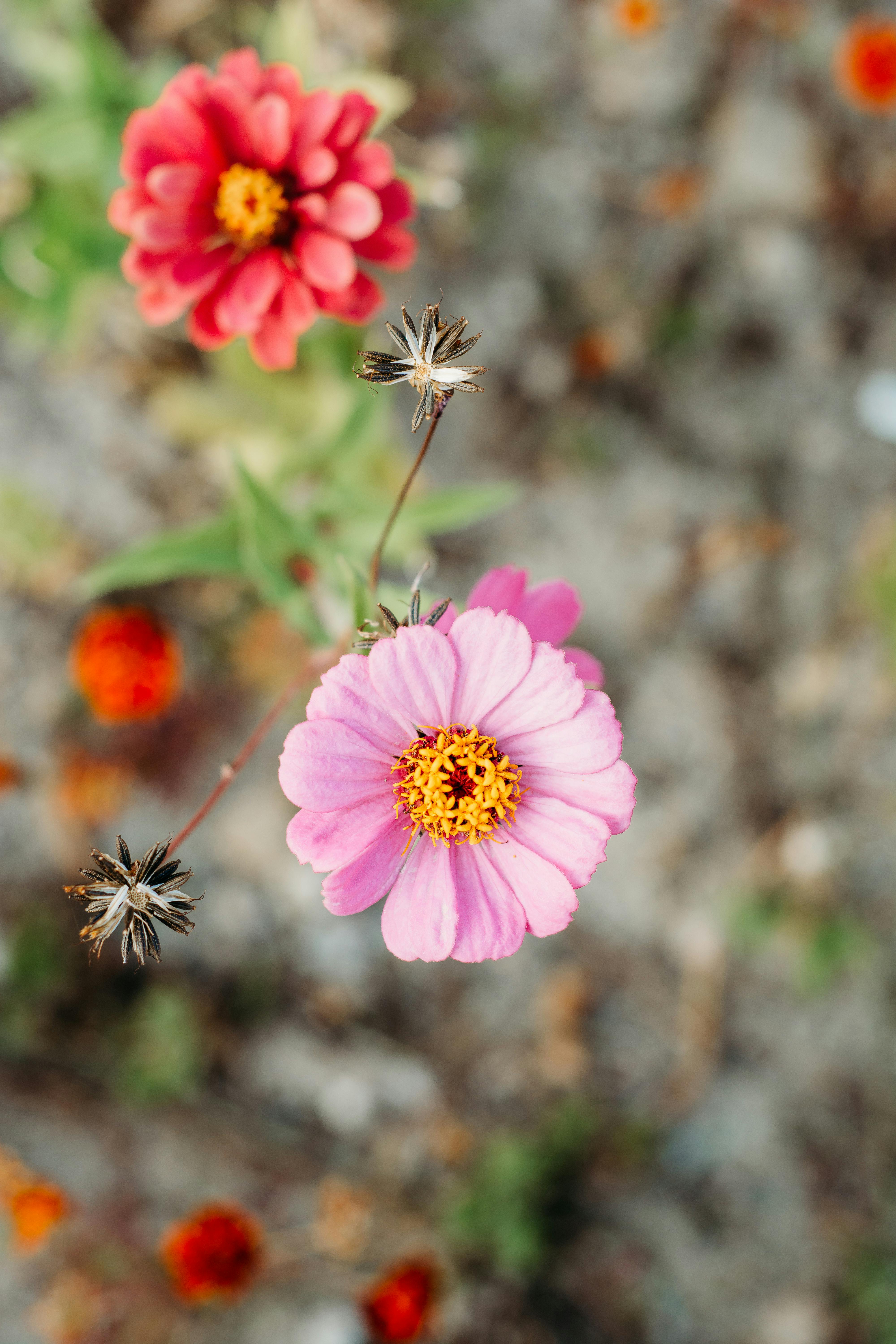 Close Up of Delicate Plant · Free Stock Photo