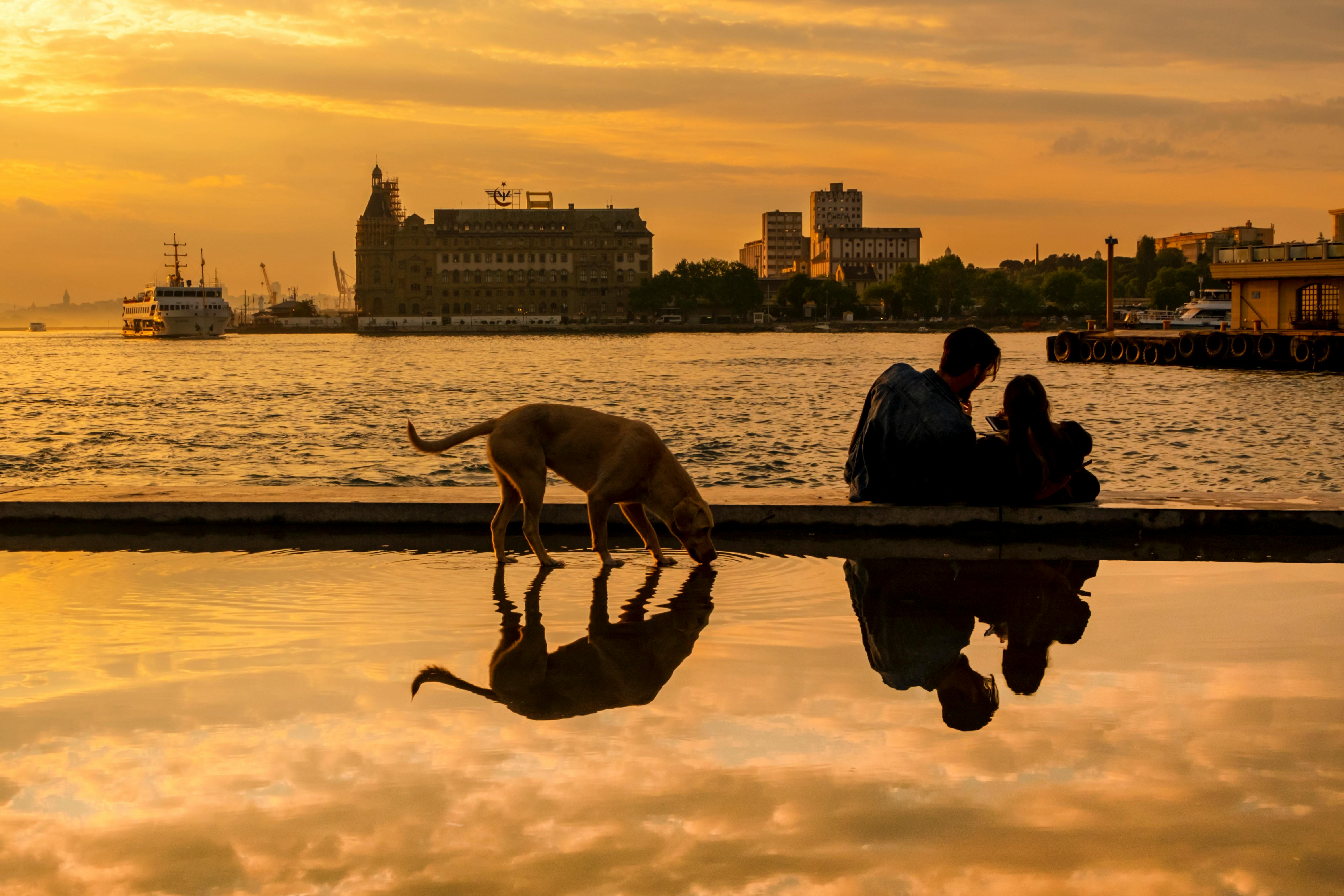 Couple with Dog Reflecting in Water · Free Stock Photo
