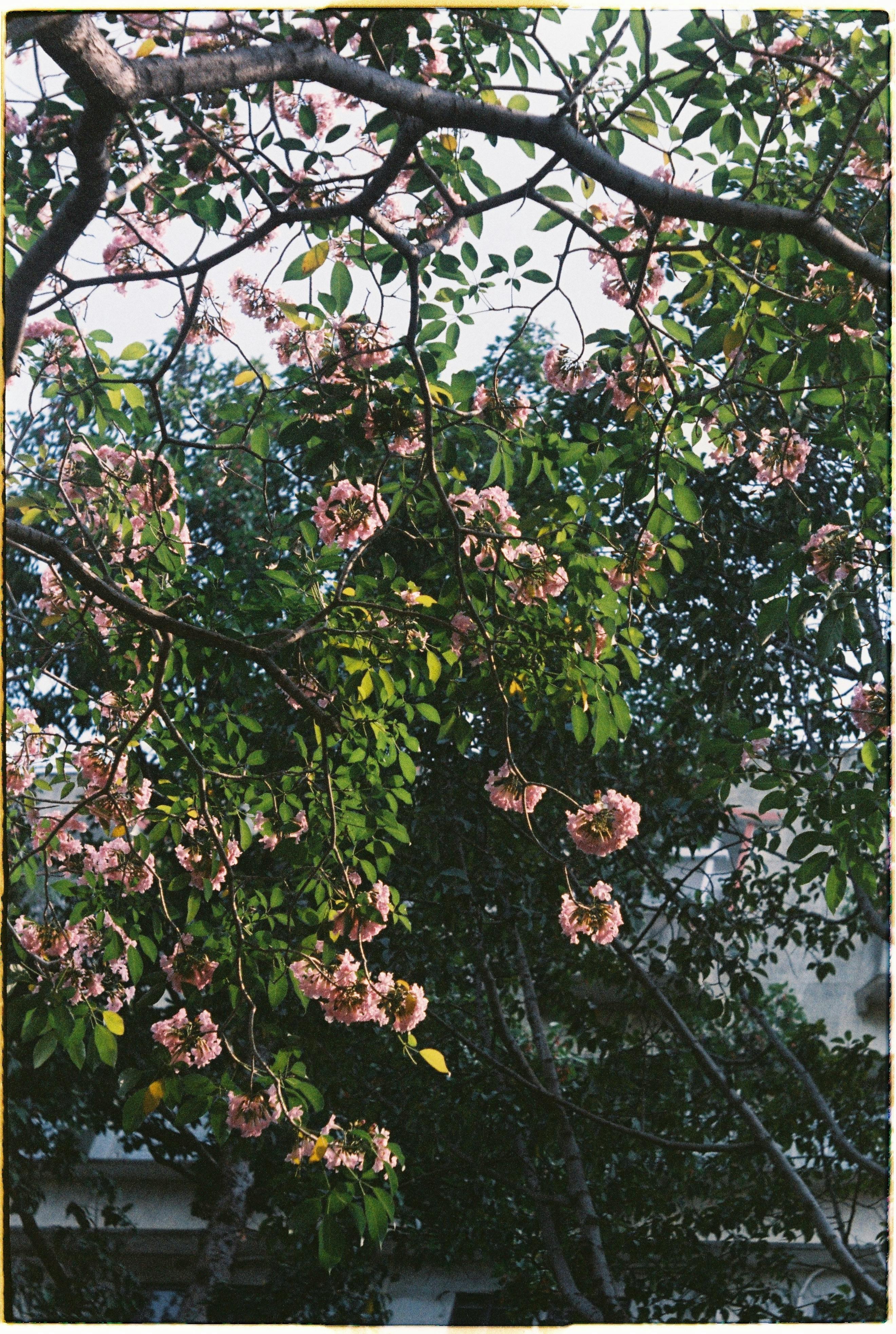 Photo of a Flowering Tree · Free Stock Photo
