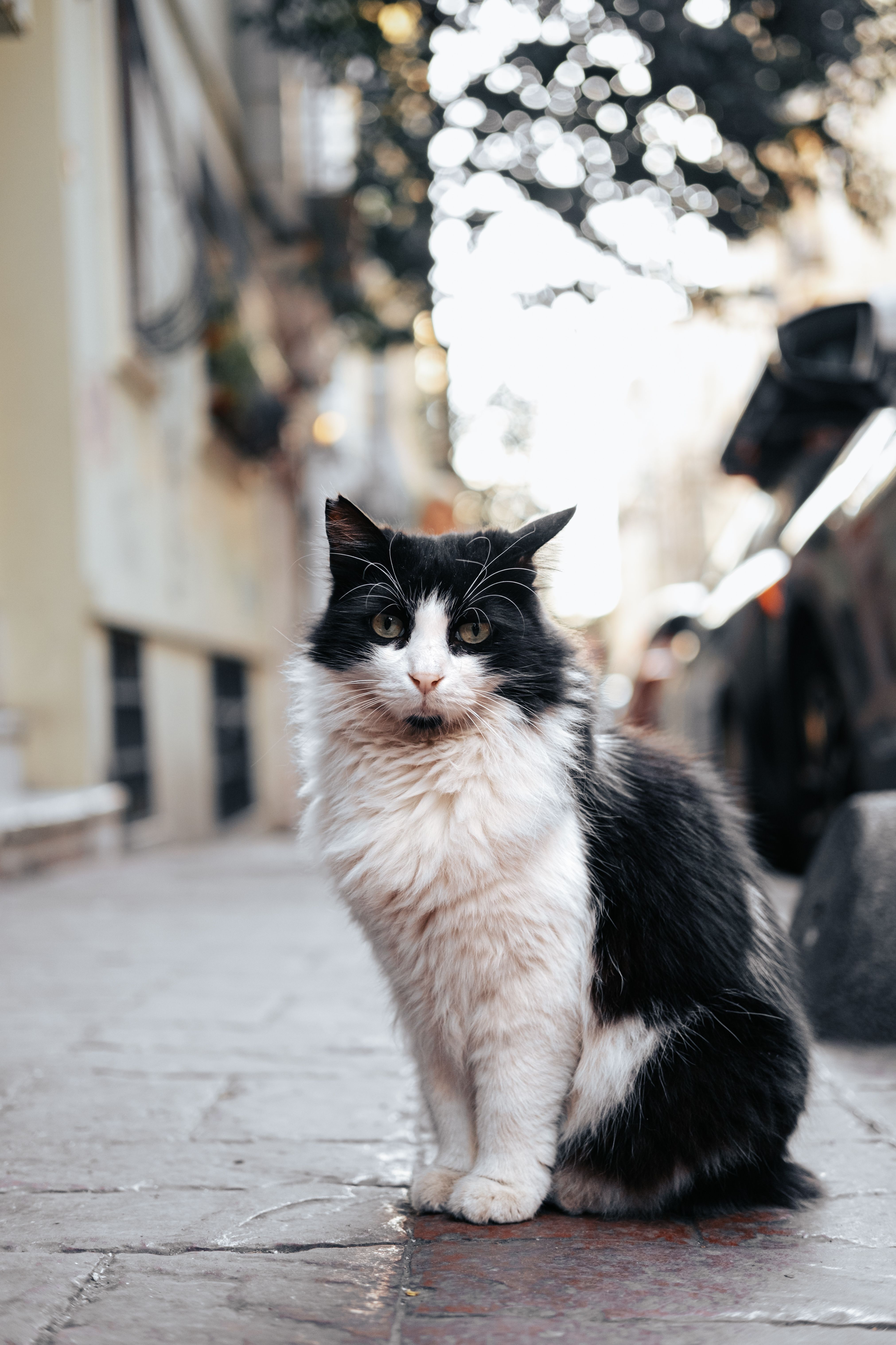 Cat Shrinking Photos, Download The BEST Free Cat Shrinking Stock Photos ...