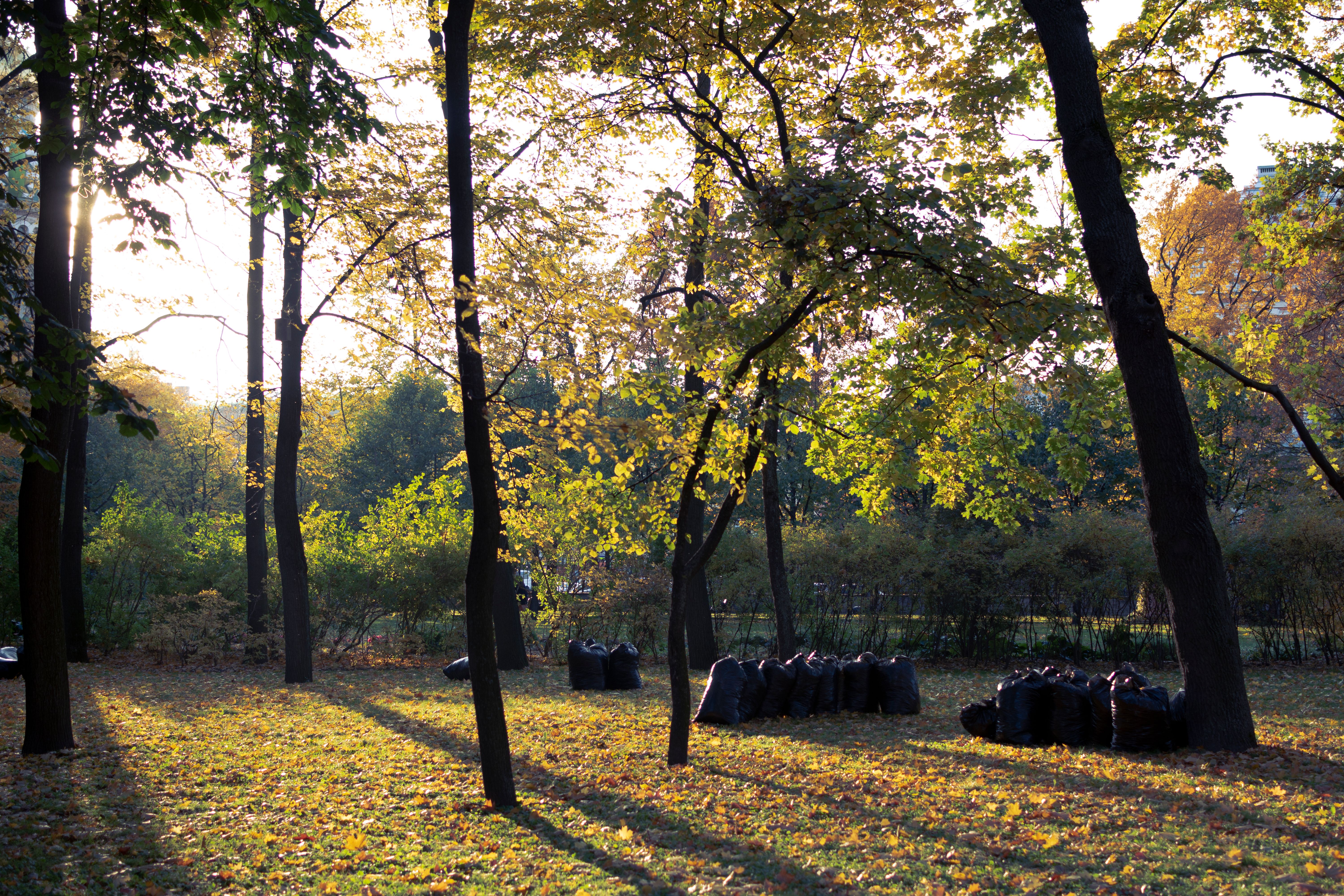 Foto de stock gratuita sobre al aire libre, ambiente limpio, arboles ...