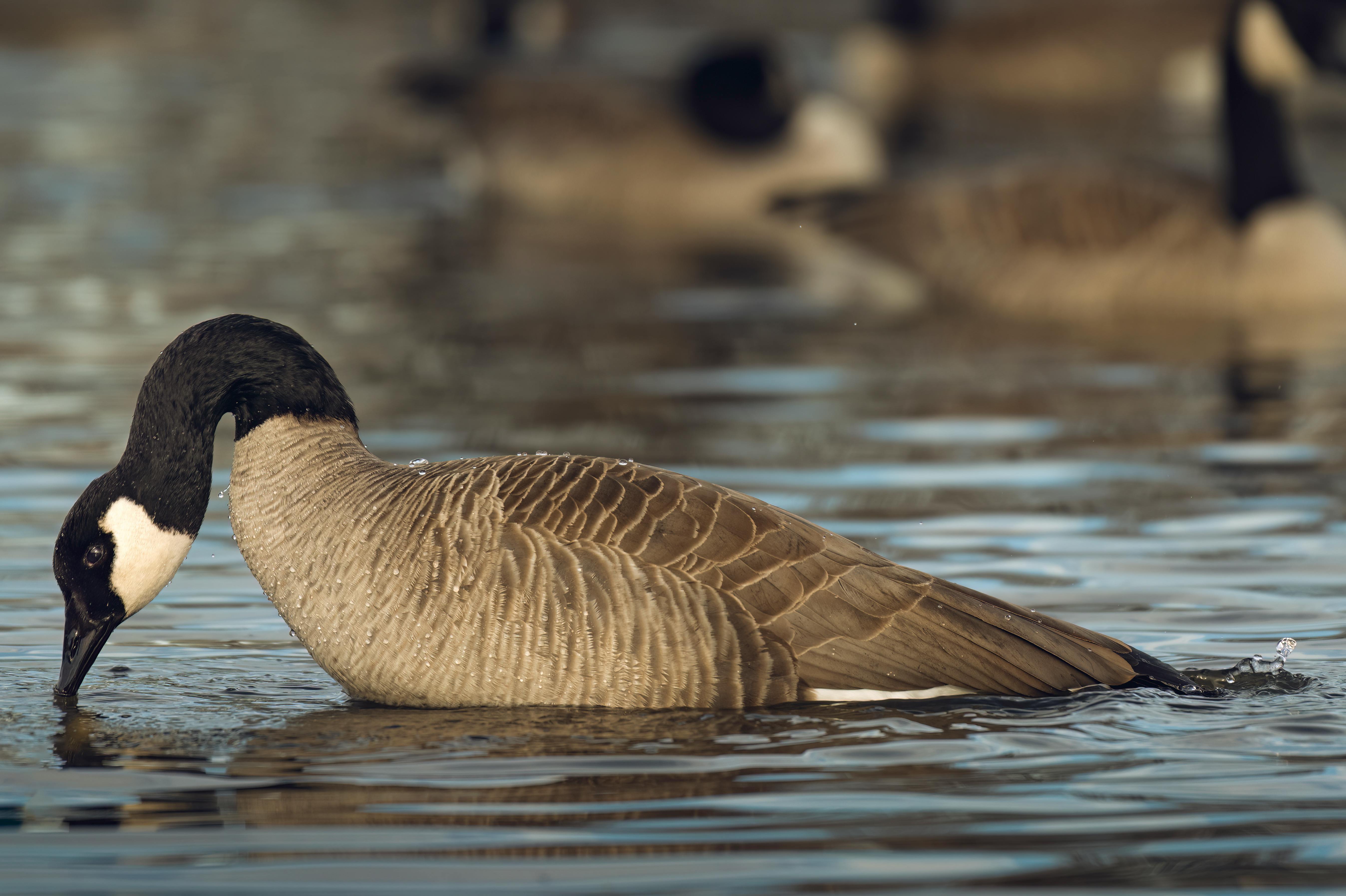 Close-up of a Canada Goose in the Water · Free Stock Photo
