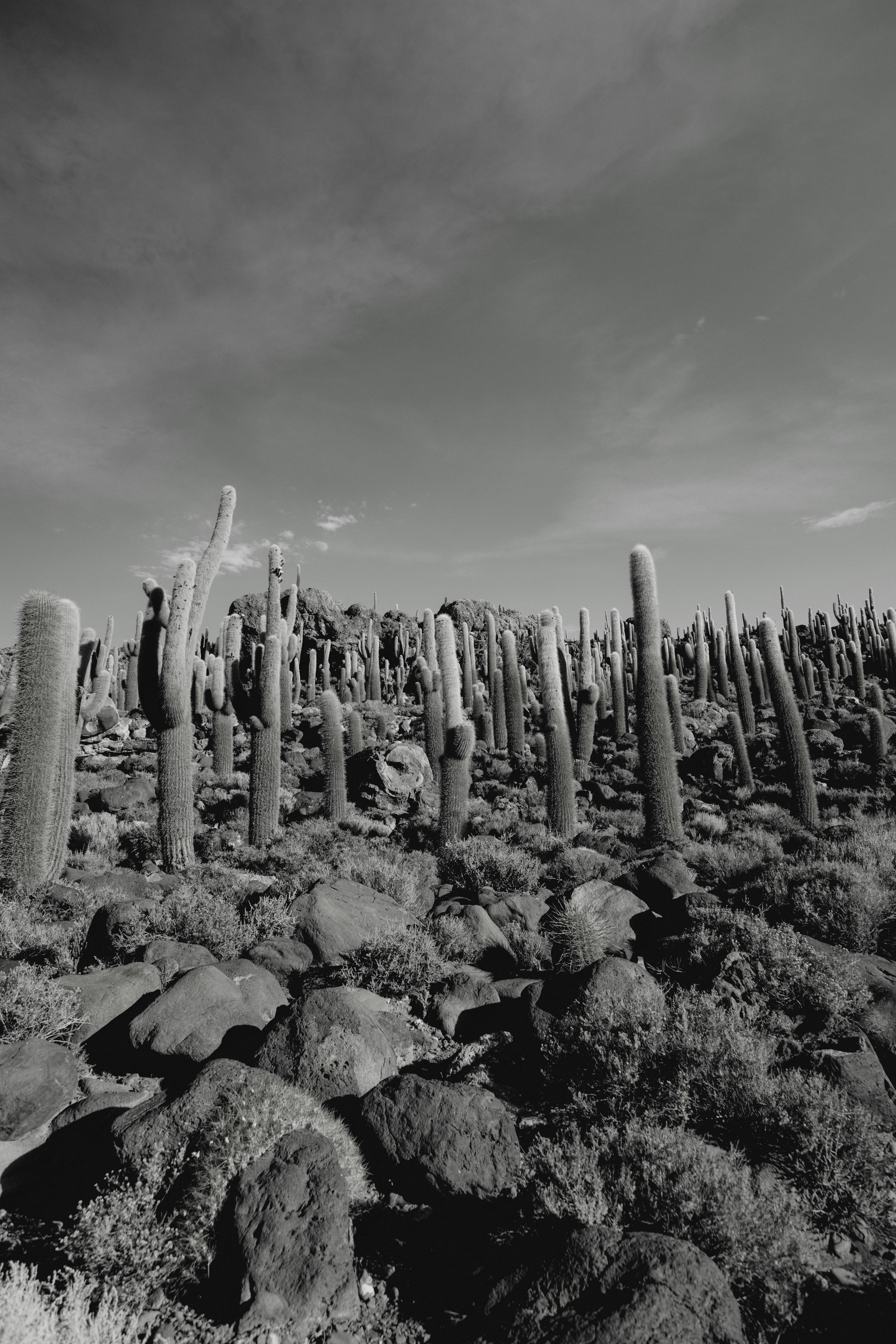 High Cacti Field · Free Stock Photo