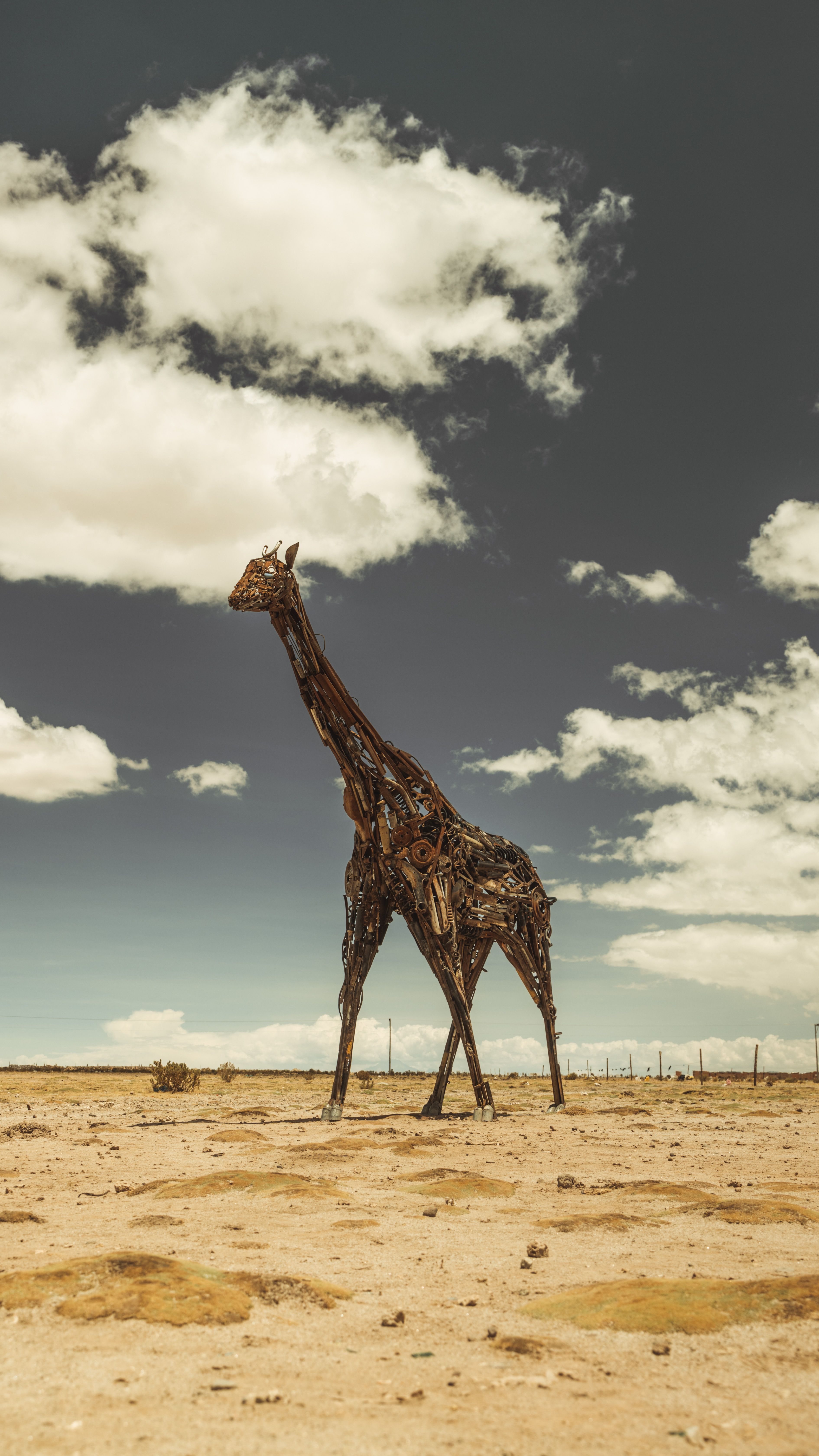 Giraffe Standing on Sand · Free Stock Photo