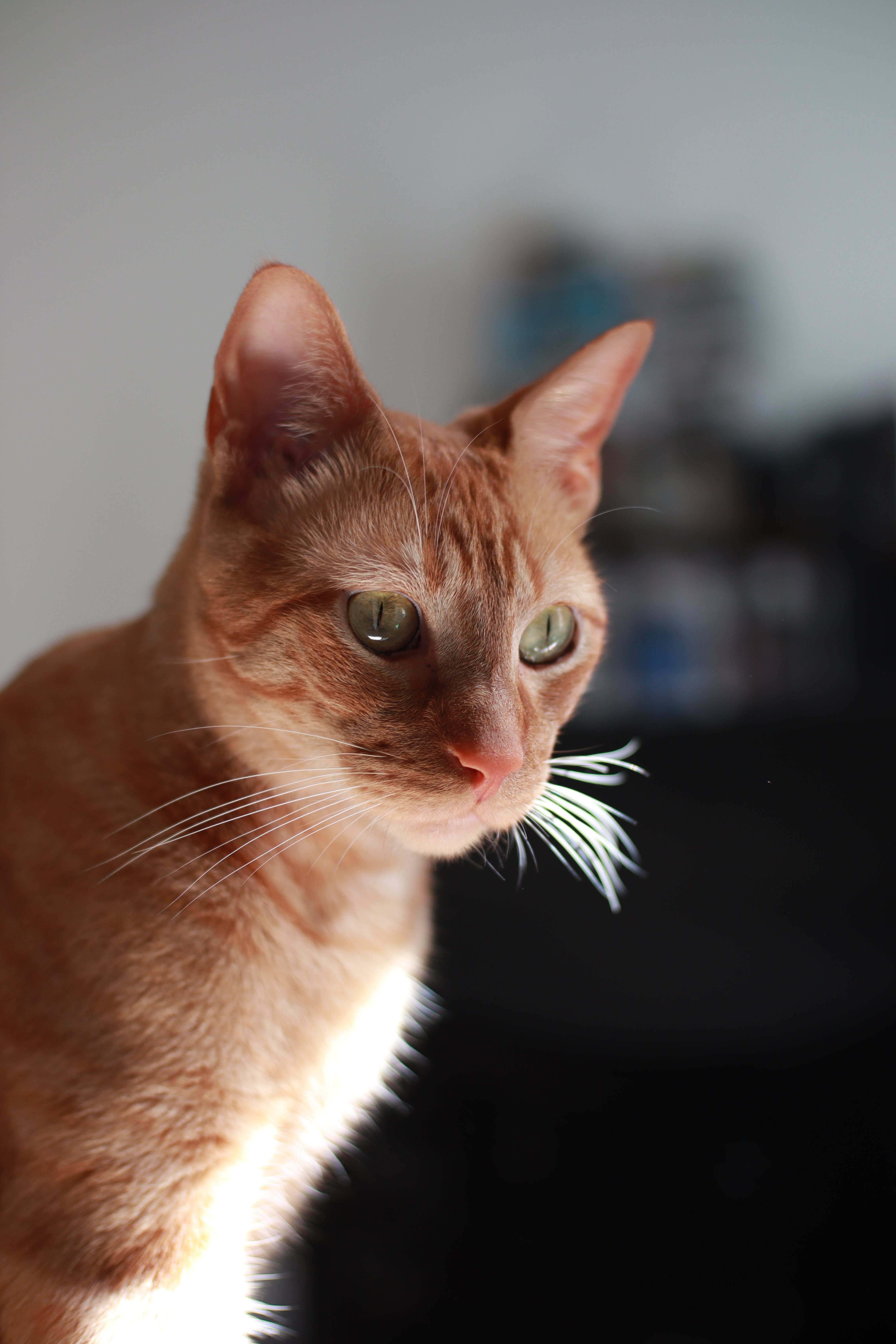 Animales Photos, Download The BEST Free Animales Stock Photos & HD Images