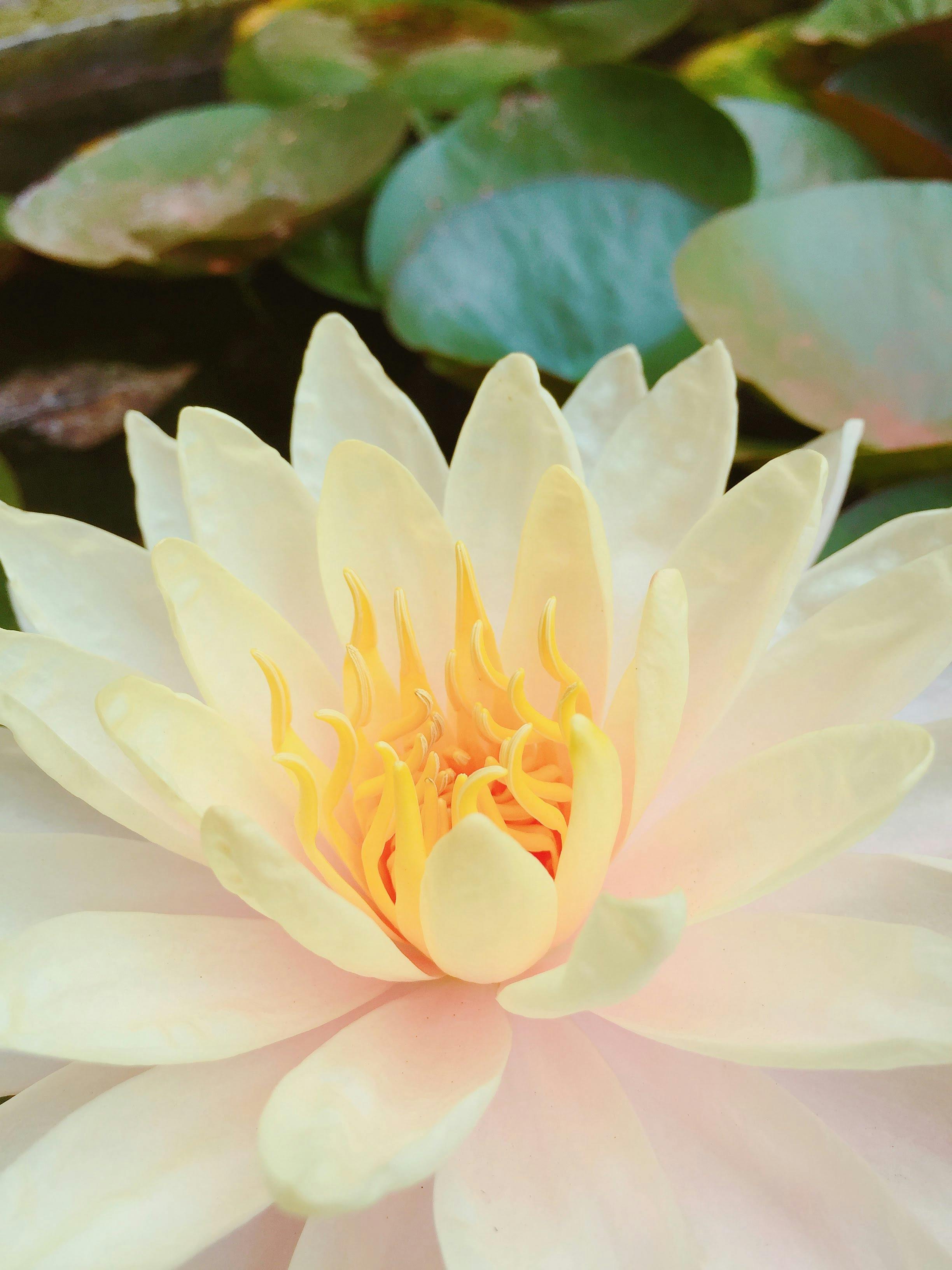 Close-up of Lotus Flower in Lake · Free Stock Photo