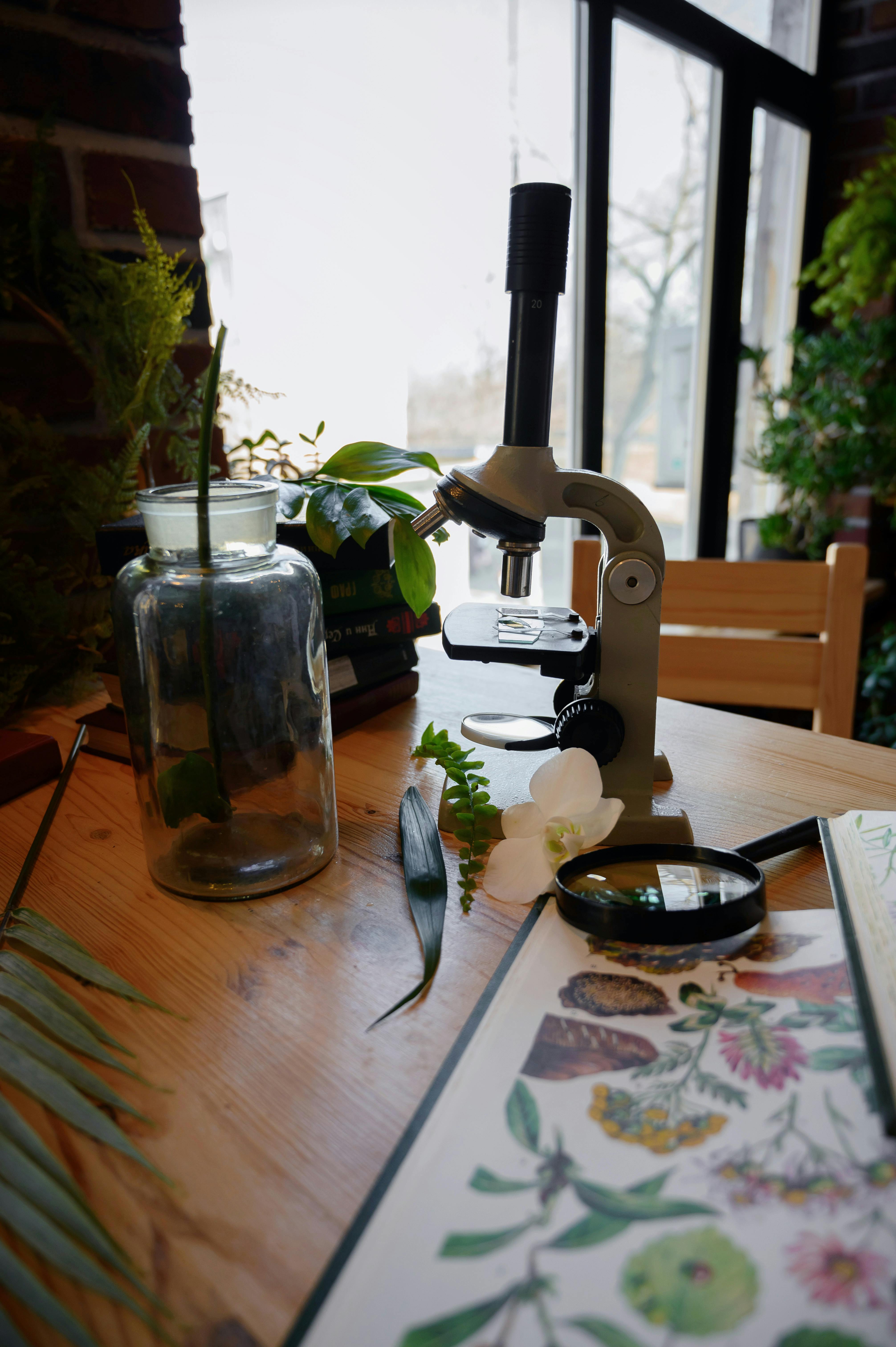 Plants, a Microscope, and a Drawing of Plants · Free Stock Photo