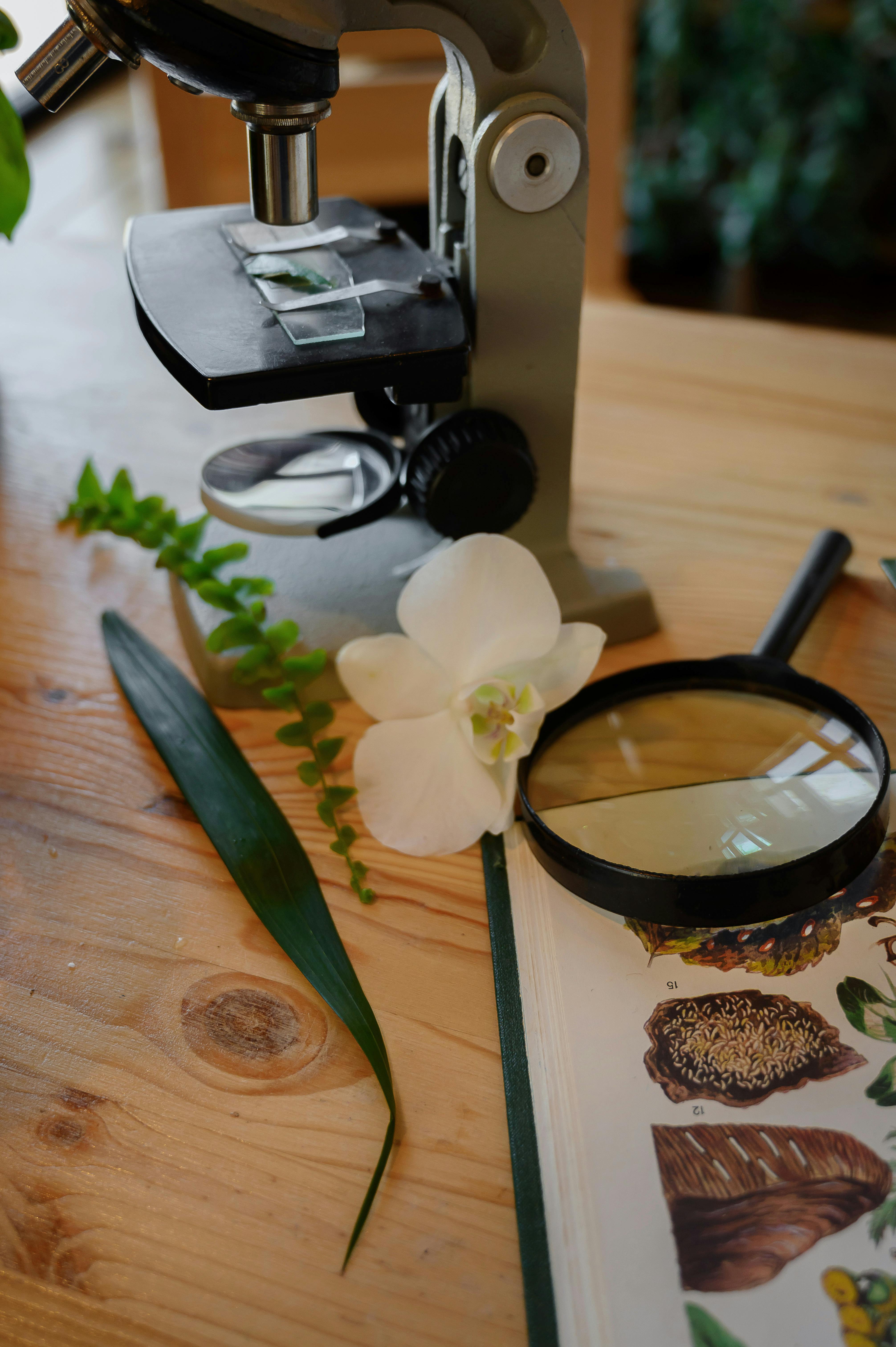 A Microscope, a Lens, and Plants · Free Stock Photo