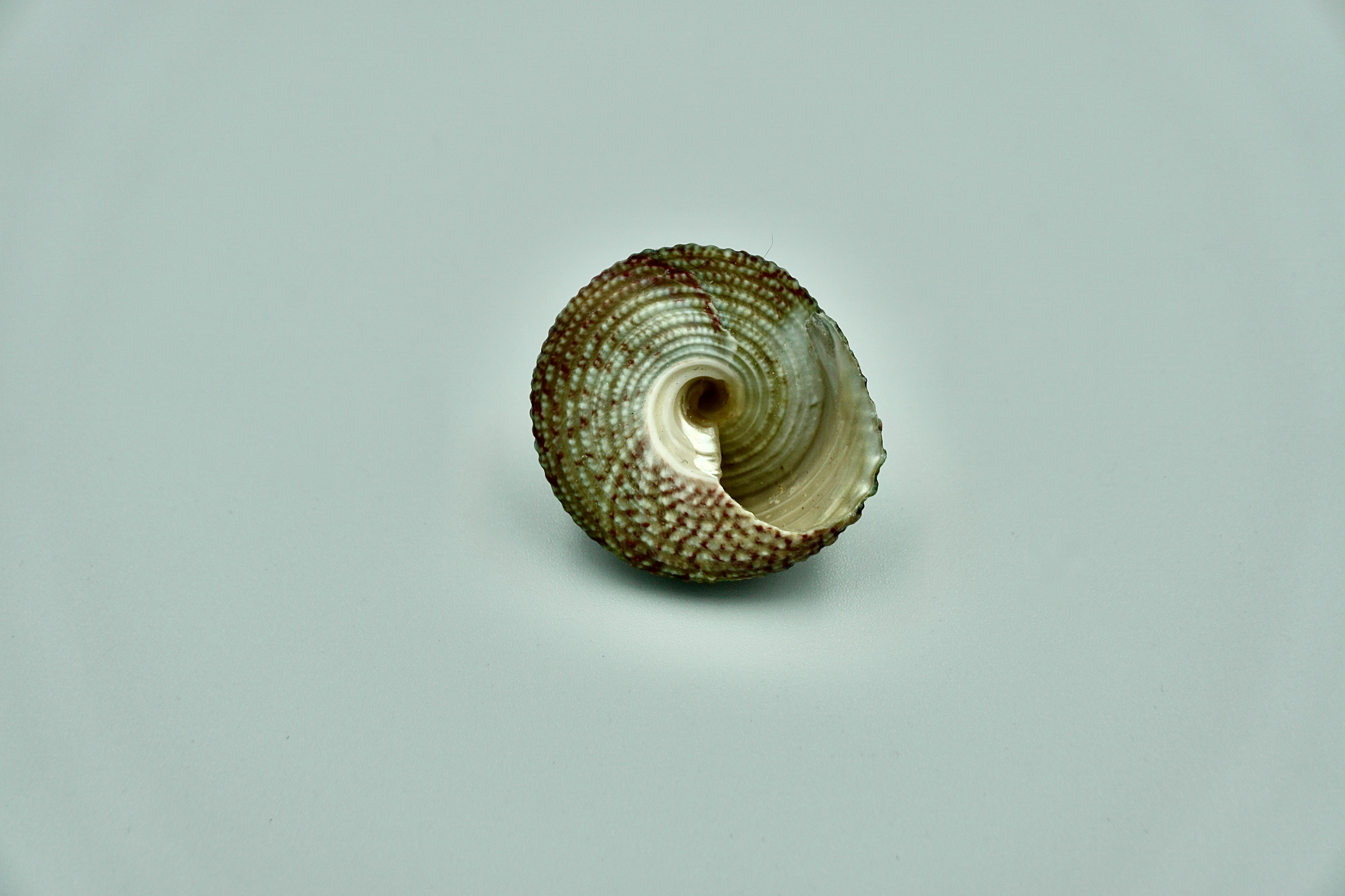 Circular Shell Photos, Download The BEST Free Circular Shell Stock ...