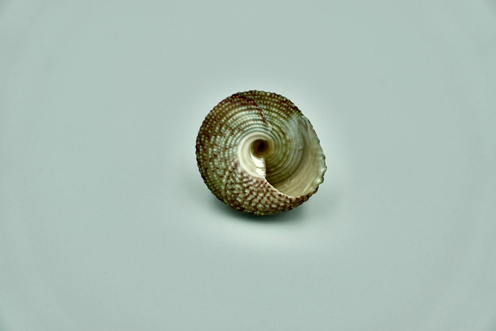 Circular Shell Photos, Download The BEST Free Circular Shell Stock ...