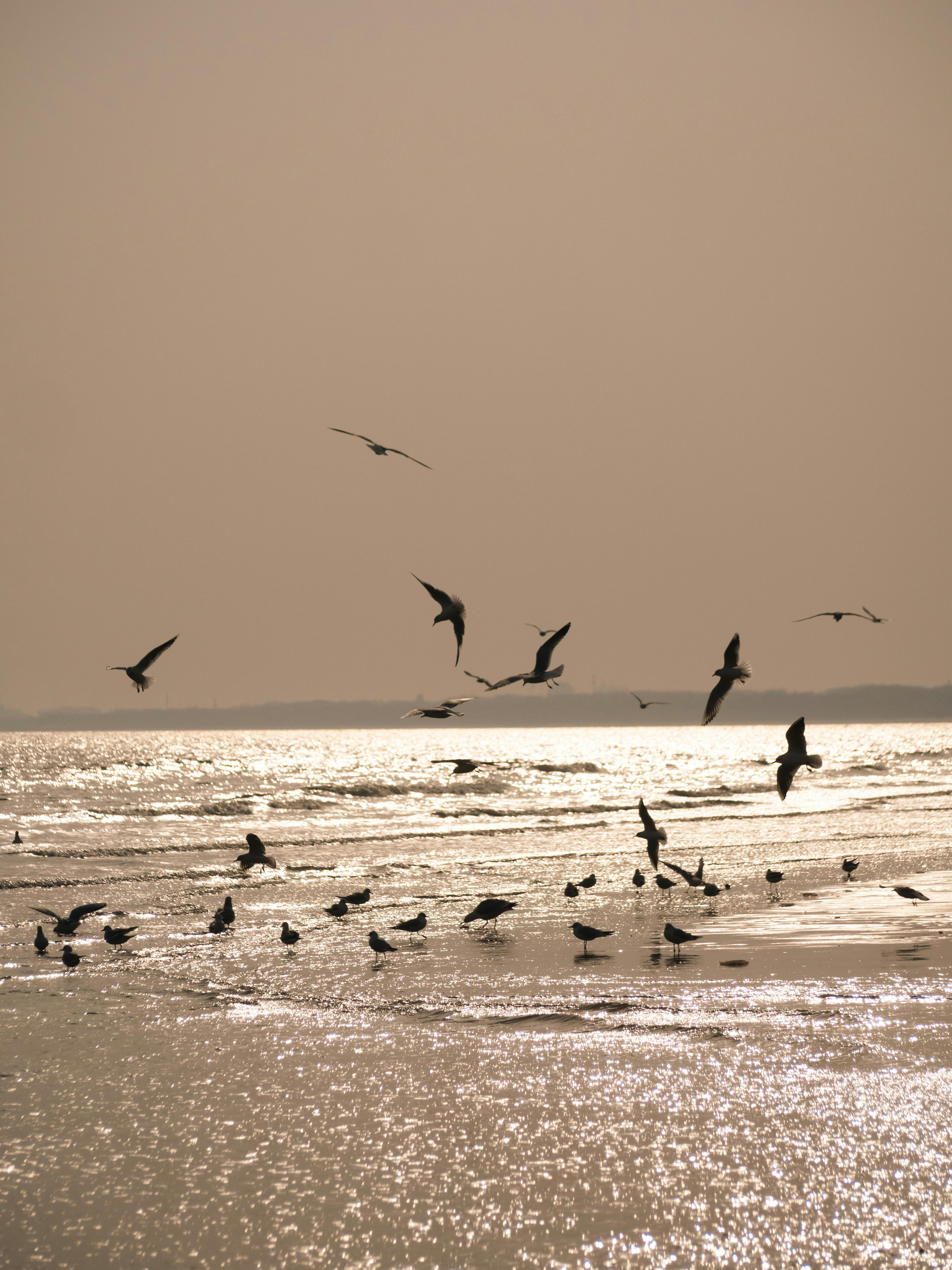 Birds Flying over Sea Shore · Free Stock Photo
