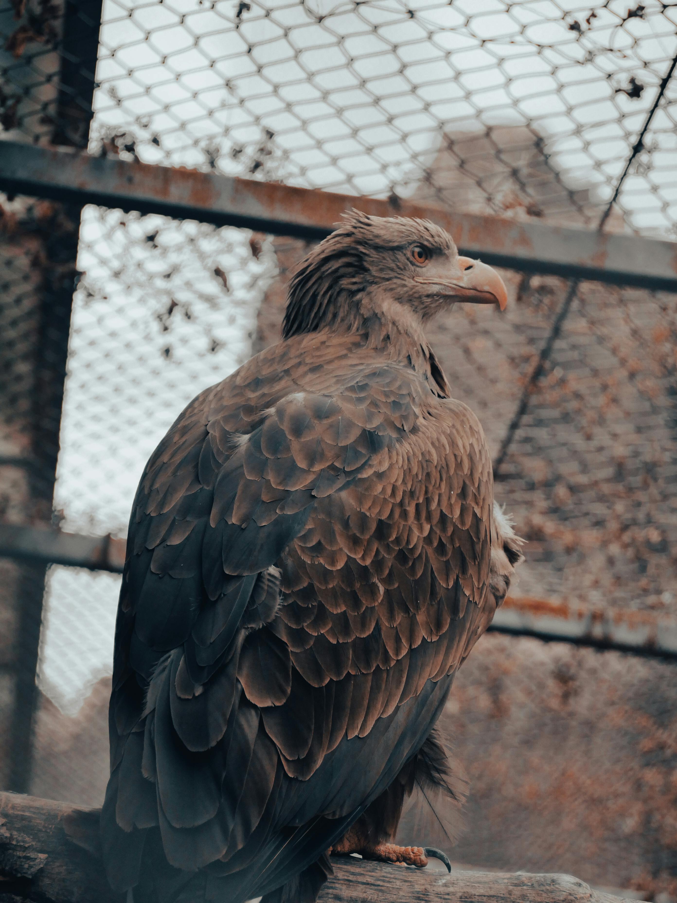 Predator Bird in Cage · Free Stock Photo