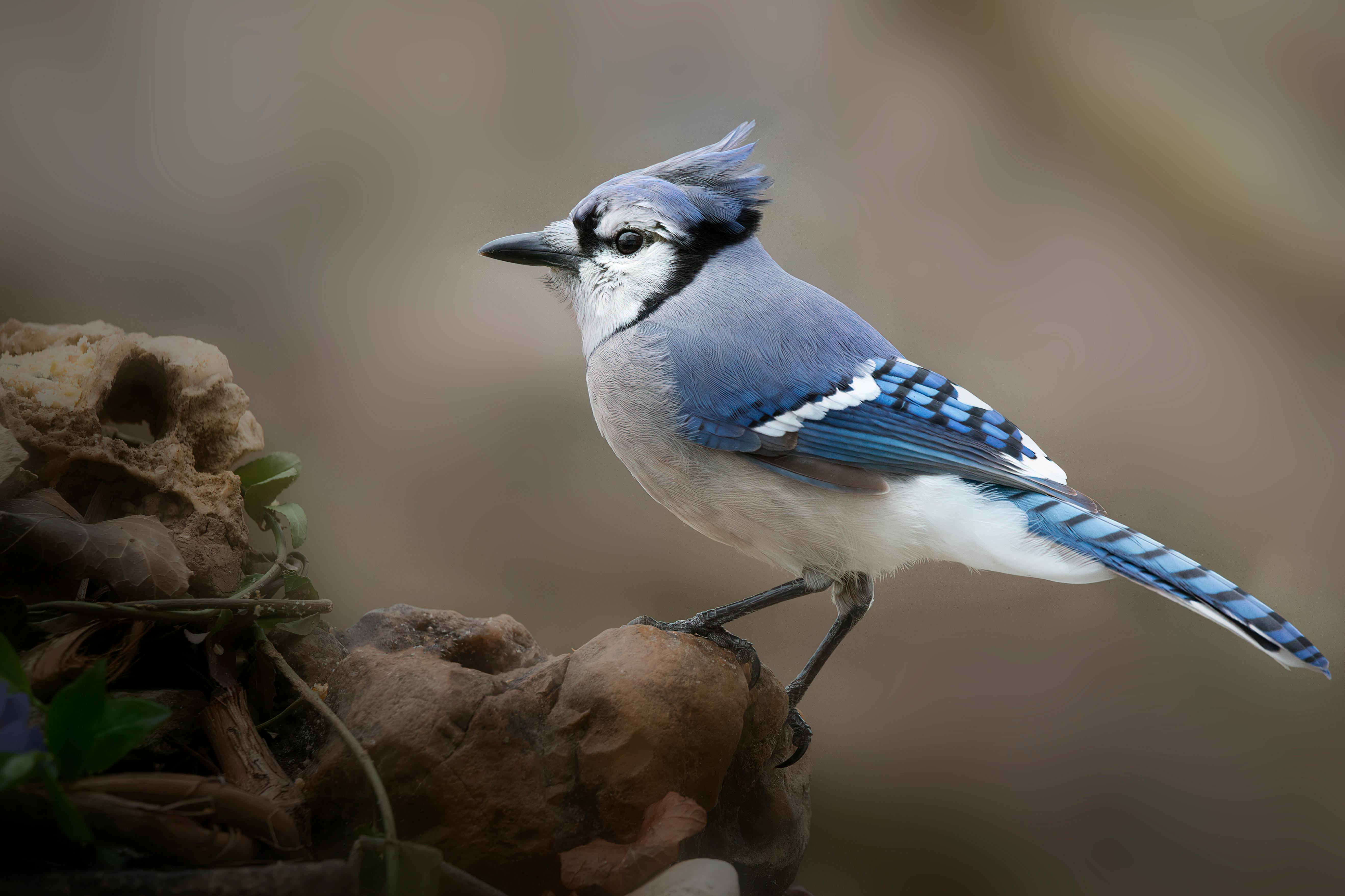 Grey Jay Photos, Download The BEST Free Grey Jay Stock Photos & HD Images