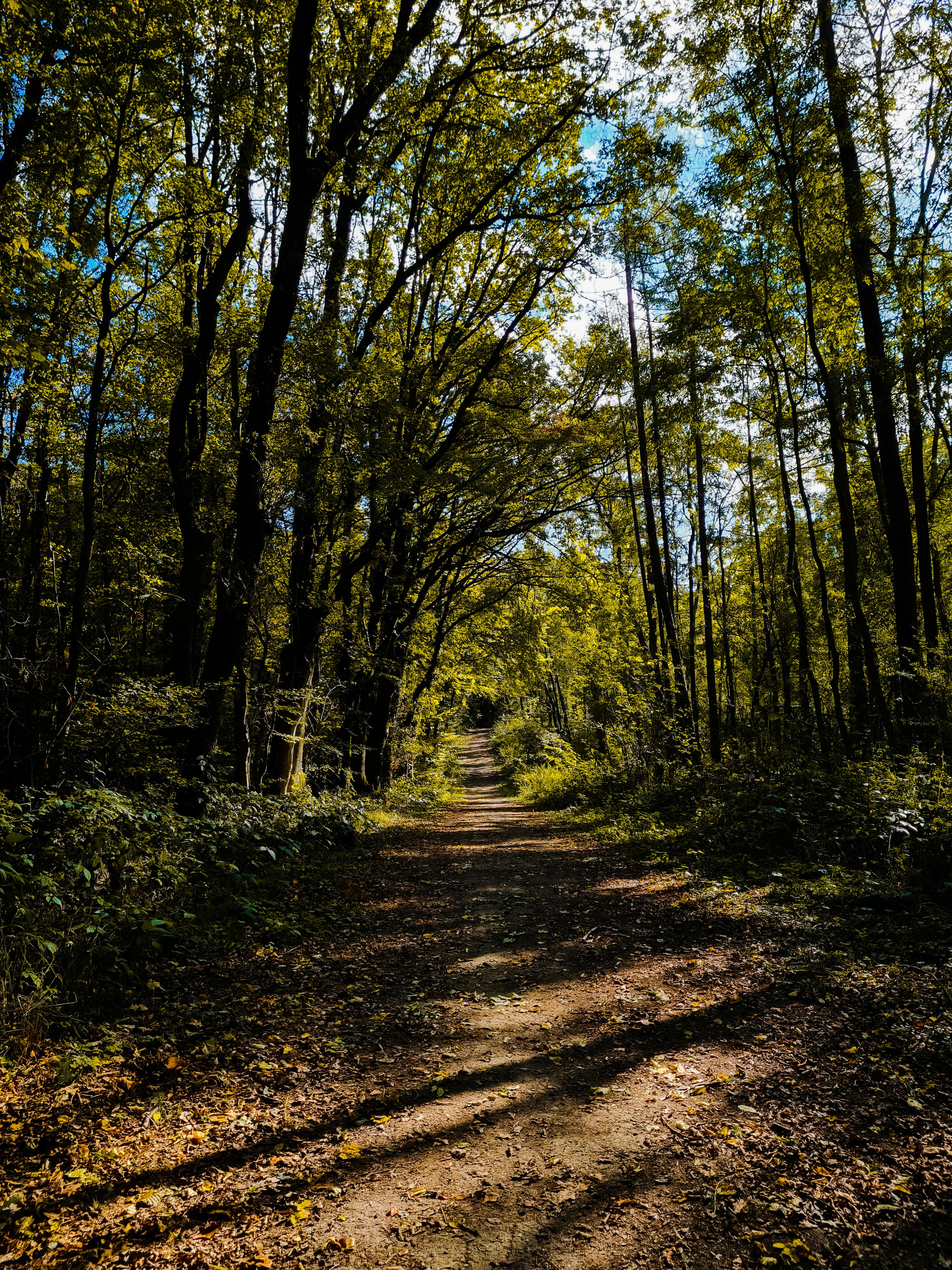 Allee Allee Aller Photos, Download The BEST Free Allee Allee Aller ...