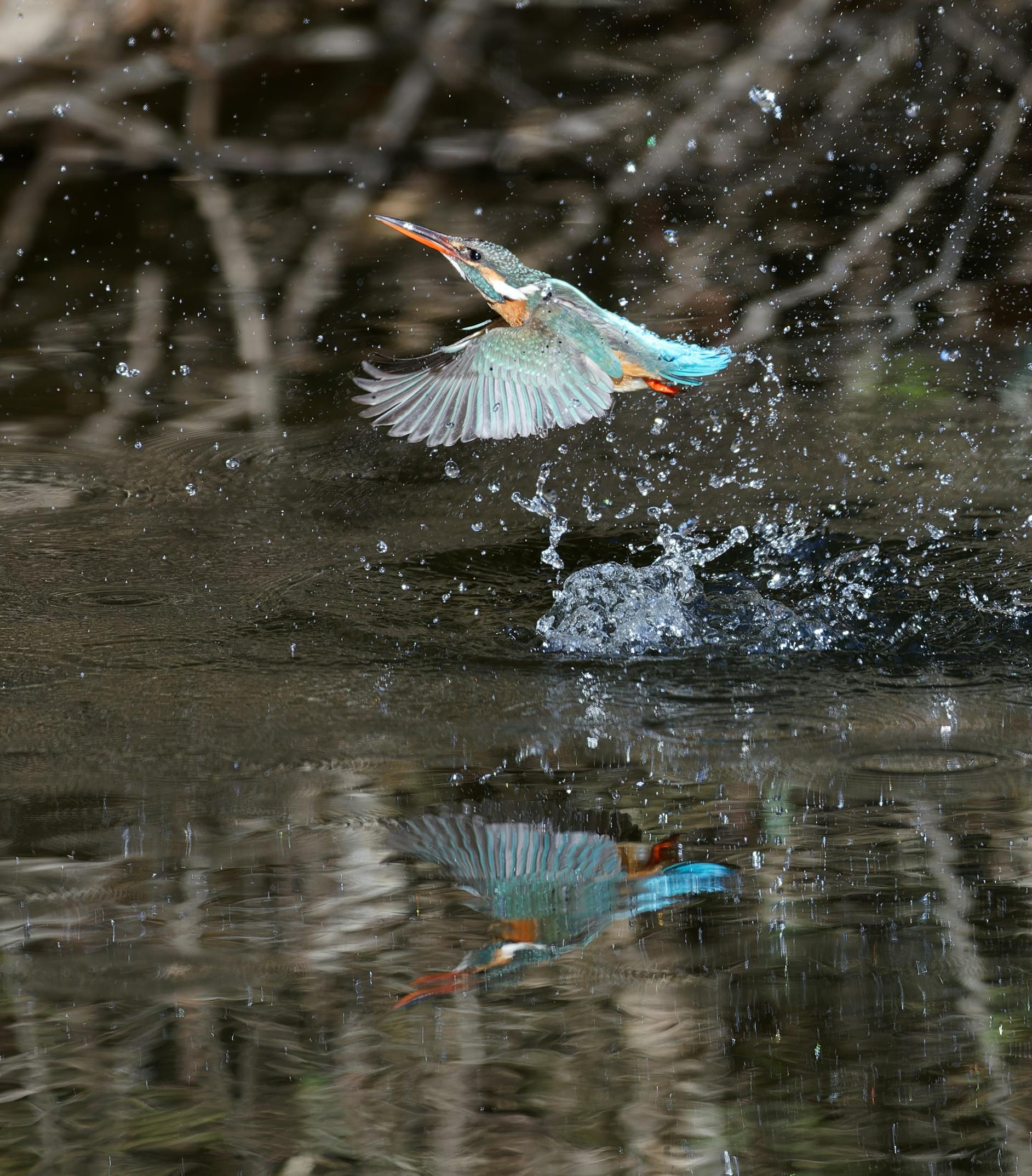 Exotic Bird Flying in Nature · Free Stock Photo