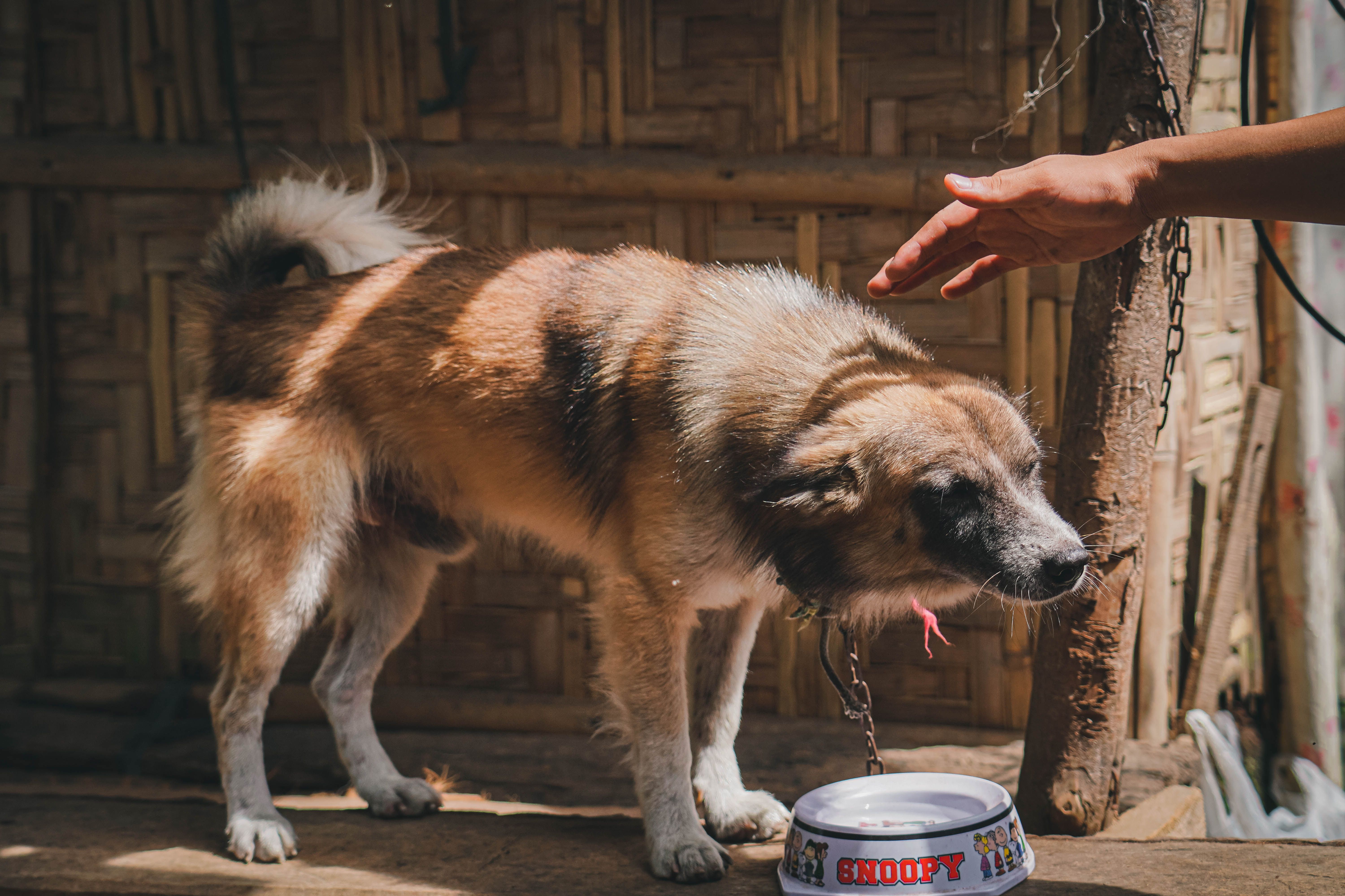 Hand Trying to Touch a Dog · Free Stock Photo