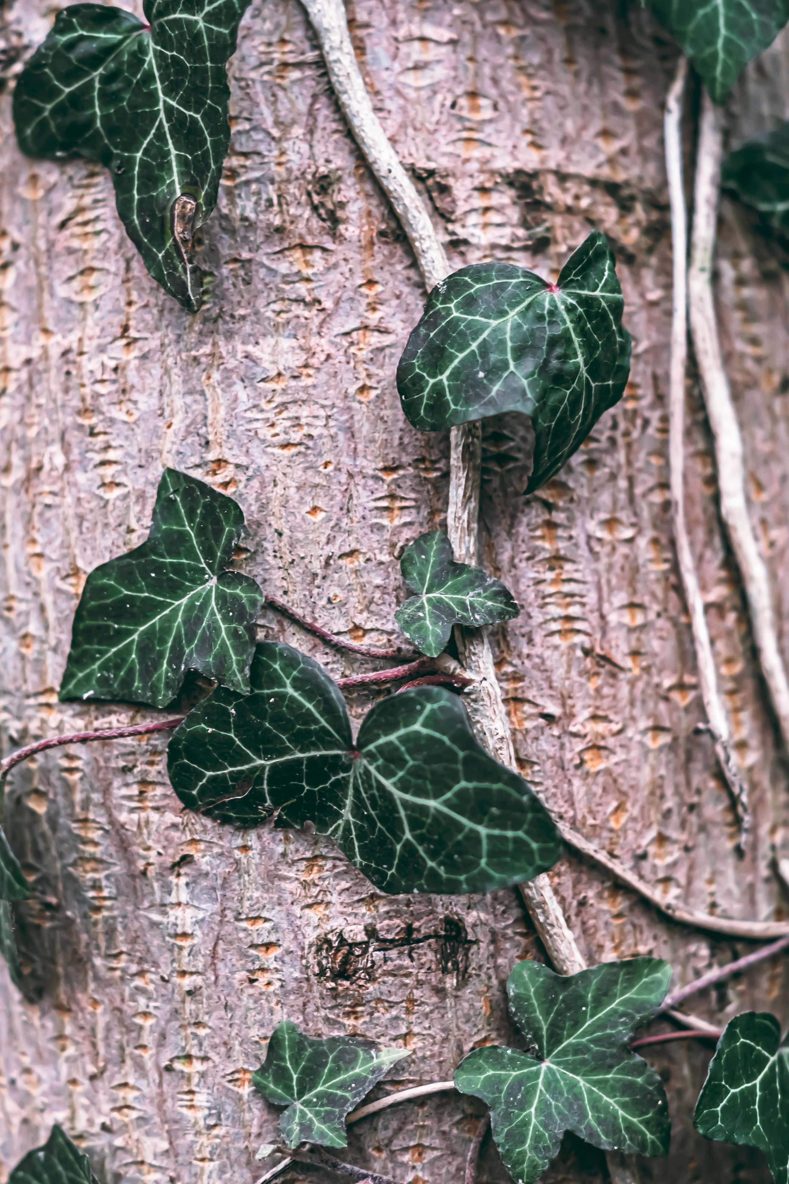 Free Single Ivy Vine On White Background Photos, Download The BEST Free ...