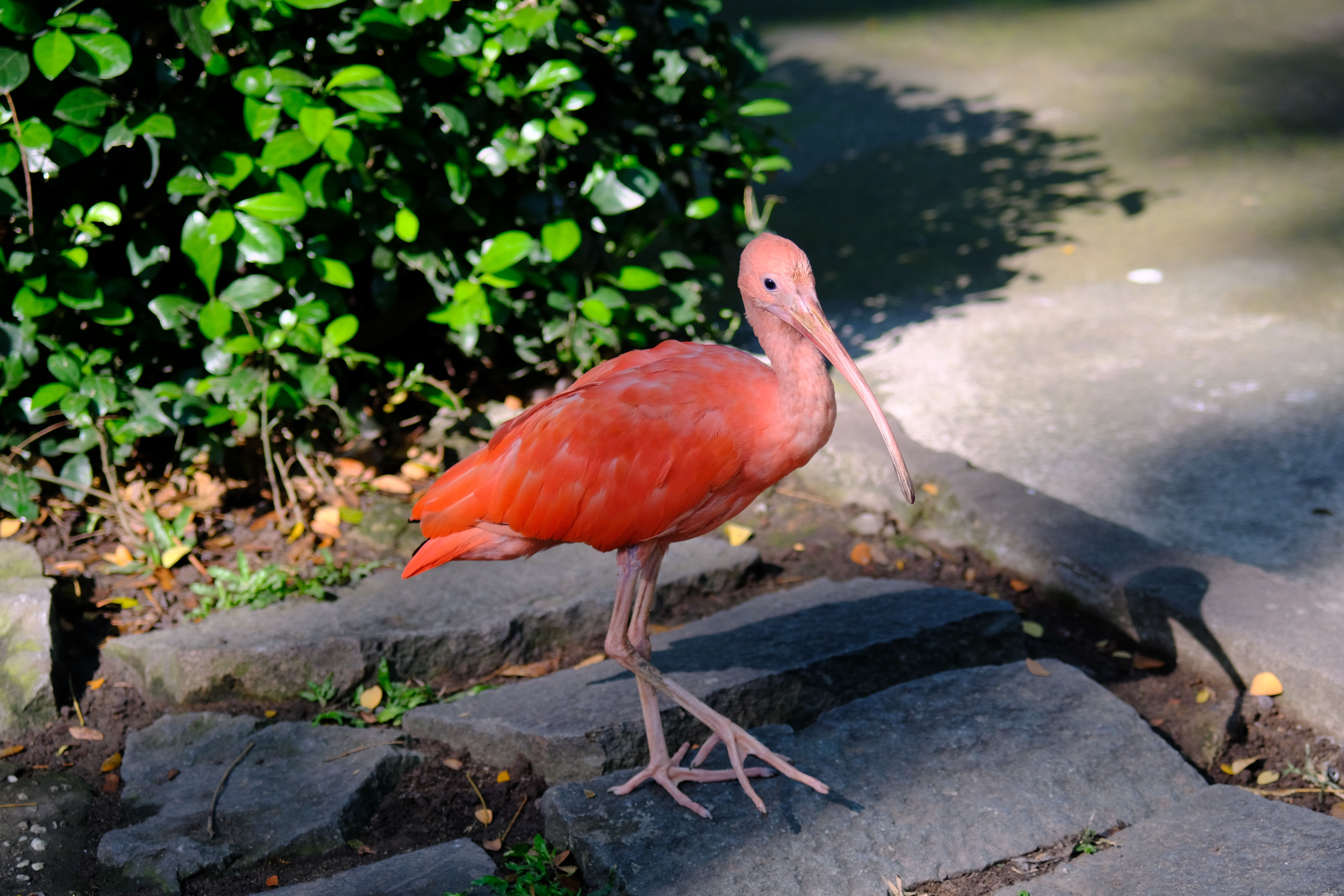 Scarlet Ibis on Tree · Free Stock Photo