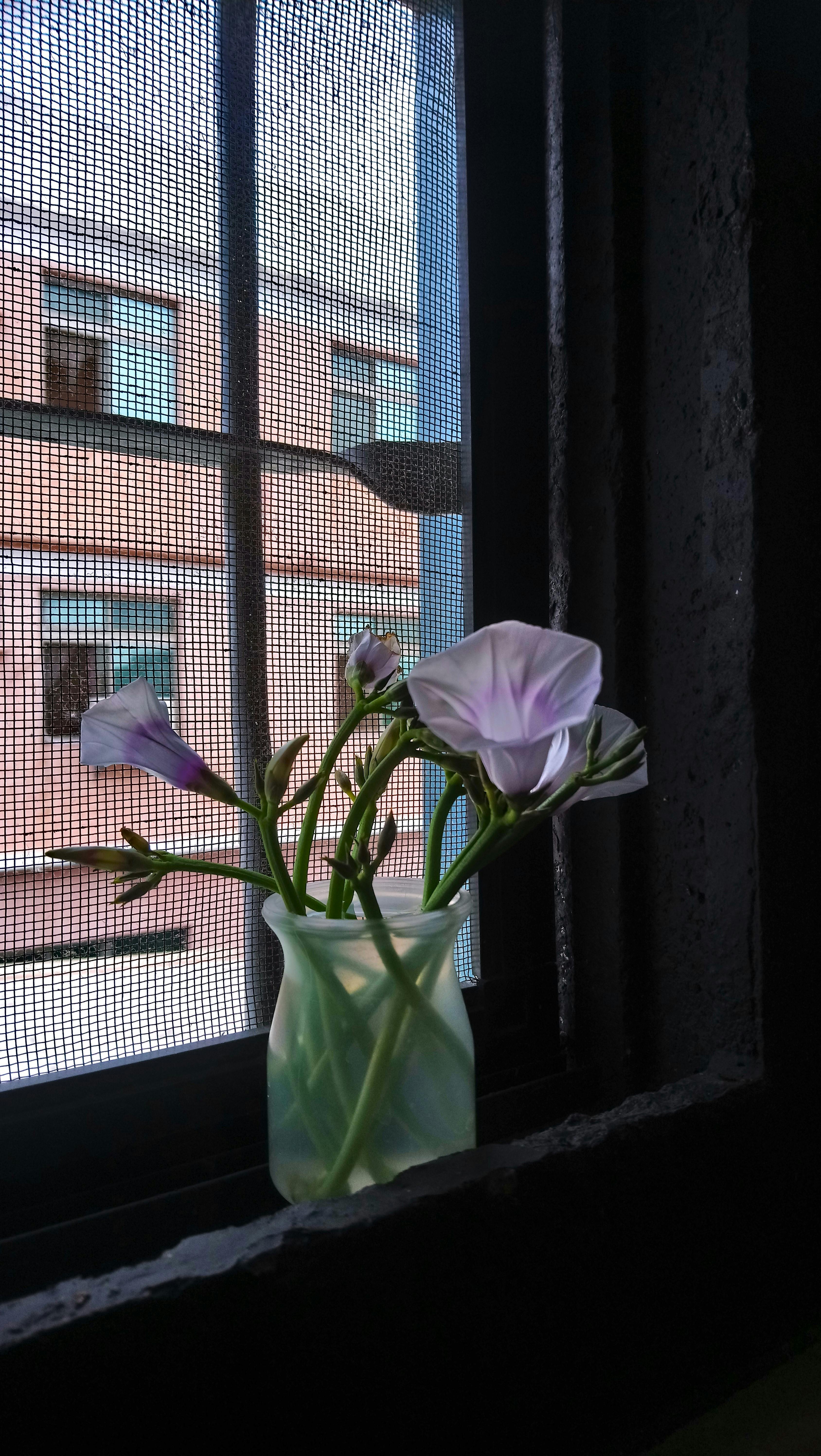 Flowers in a Vase by the Window · Free Stock Photo