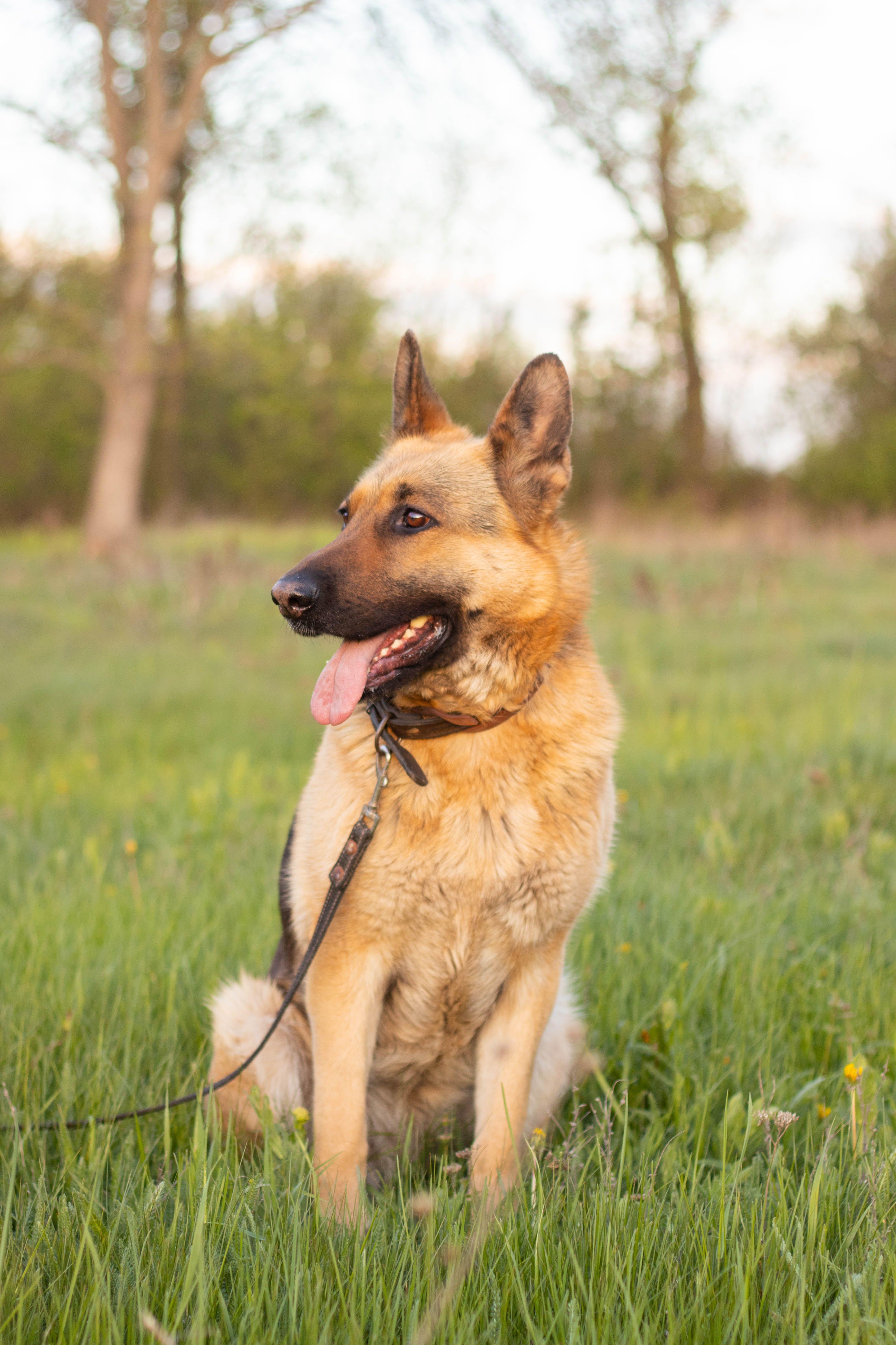 Pack Of Dog Portrait Photos, Download The BEST Free Pack Of Dog ...