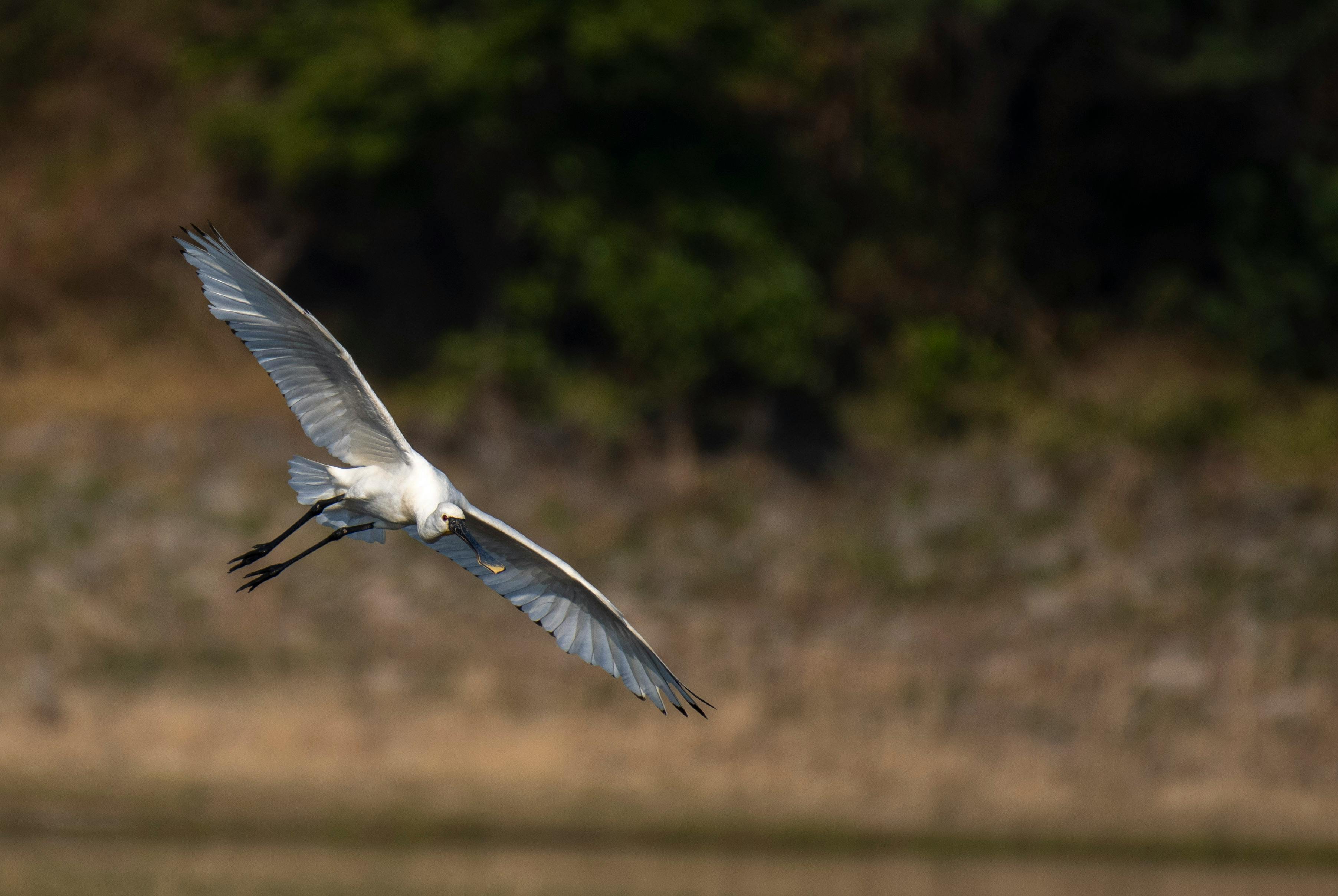 Photo of a White Bird Flying · Free Stock Photo
