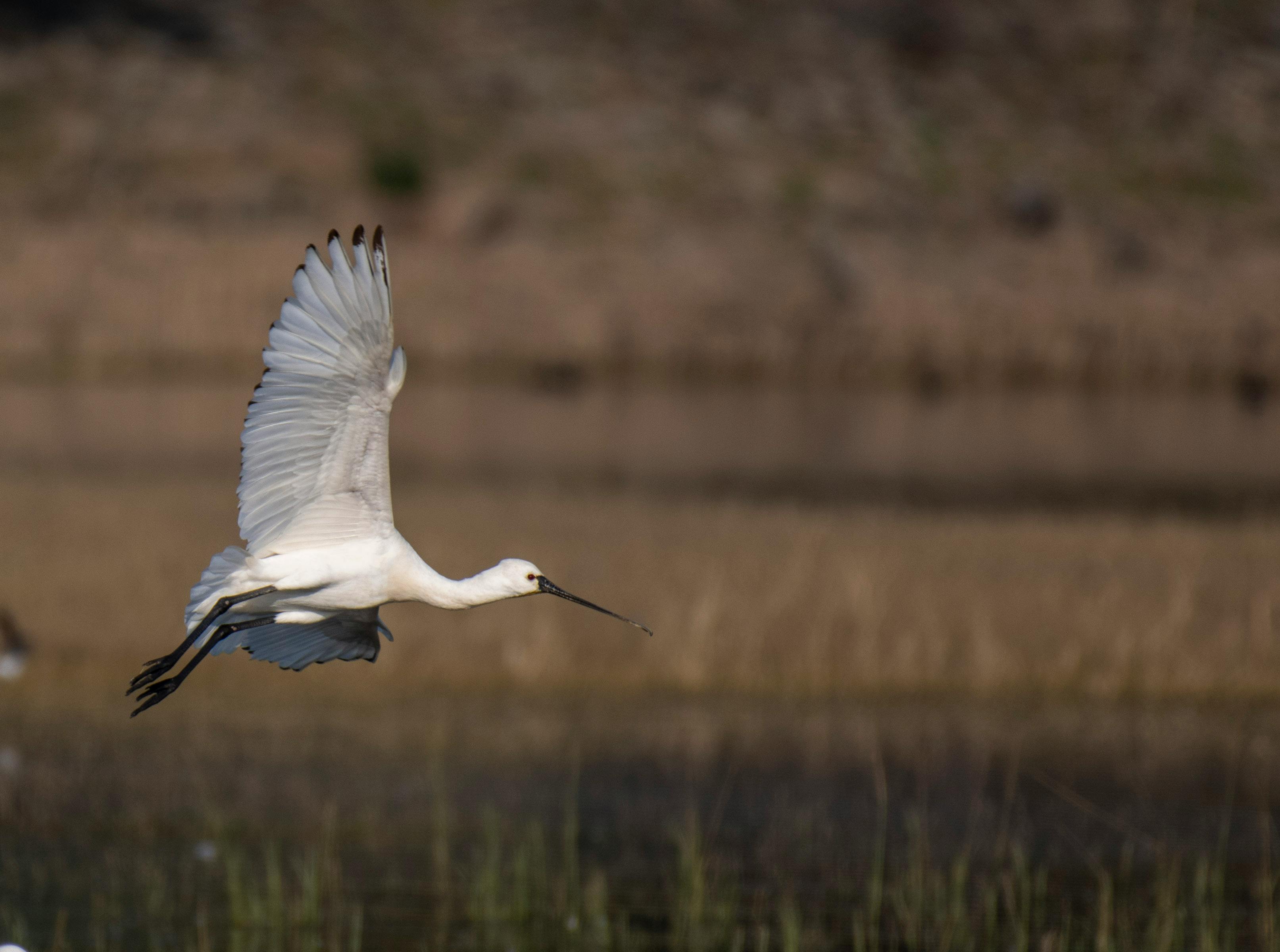 Flying Eurasian Spoonbill · Free Stock Photo