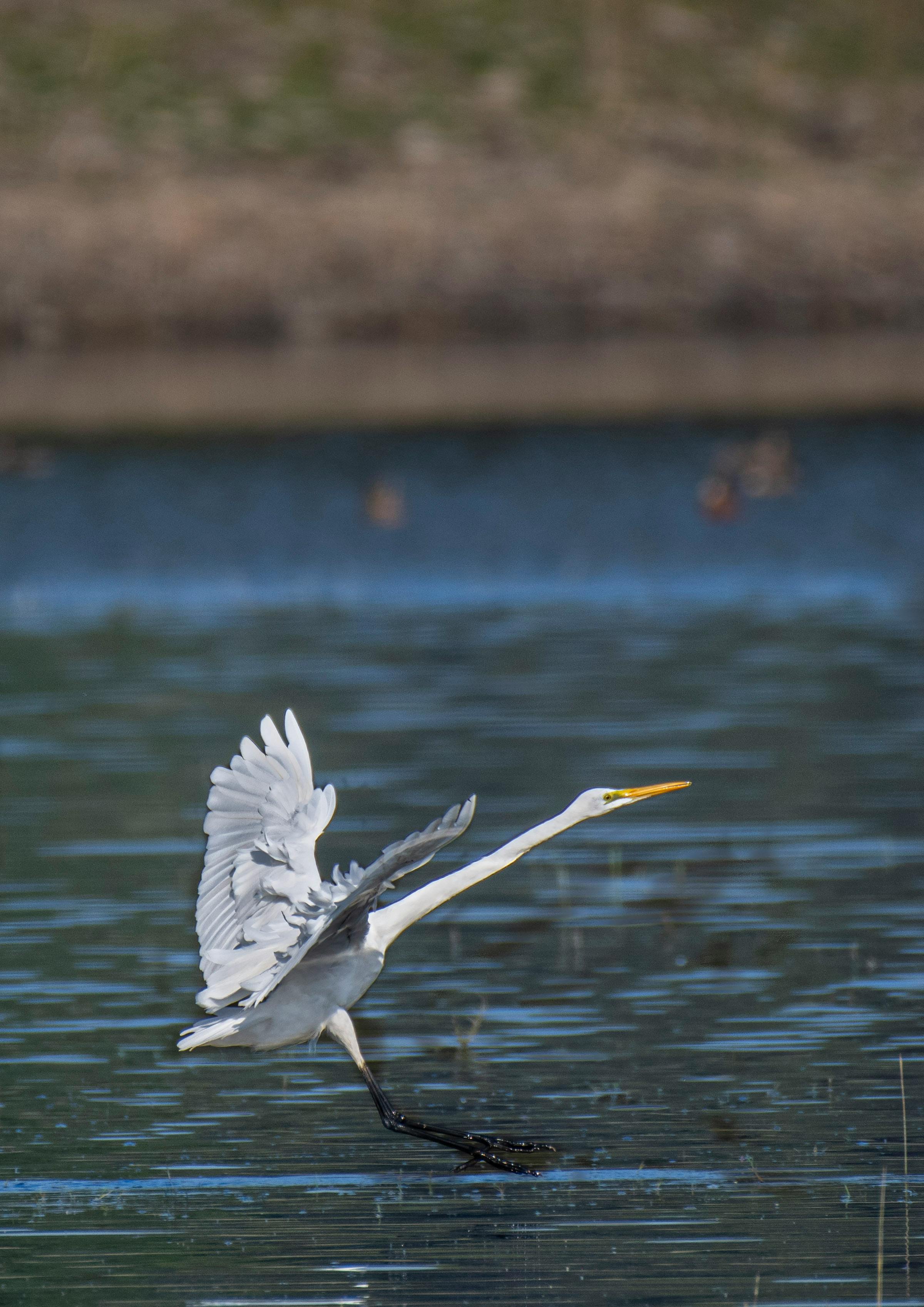 Eastern Great Egret Landing on Lake · Free Stock Photo