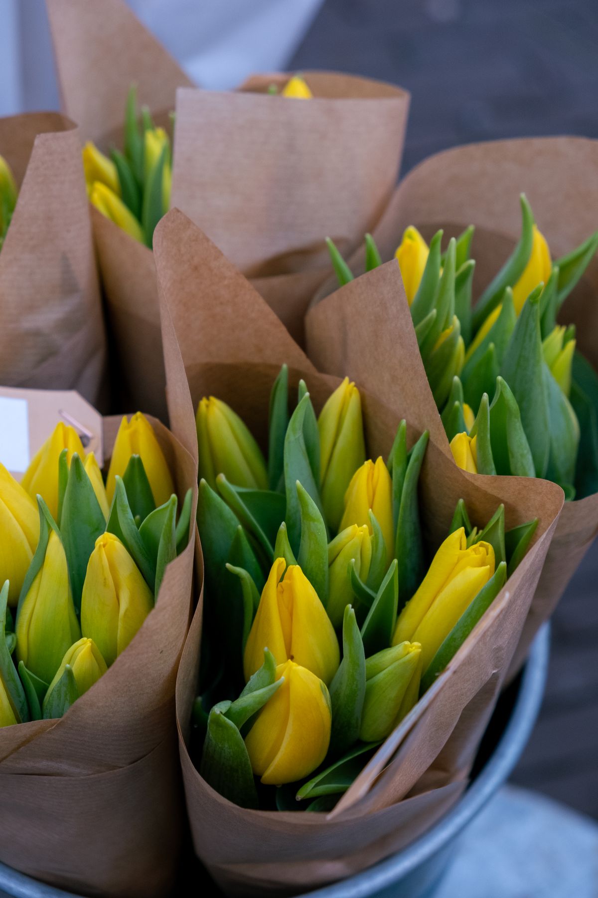 Mixed Tulips Photos, Download The BEST Free Mixed Tulips Stock Photos ...