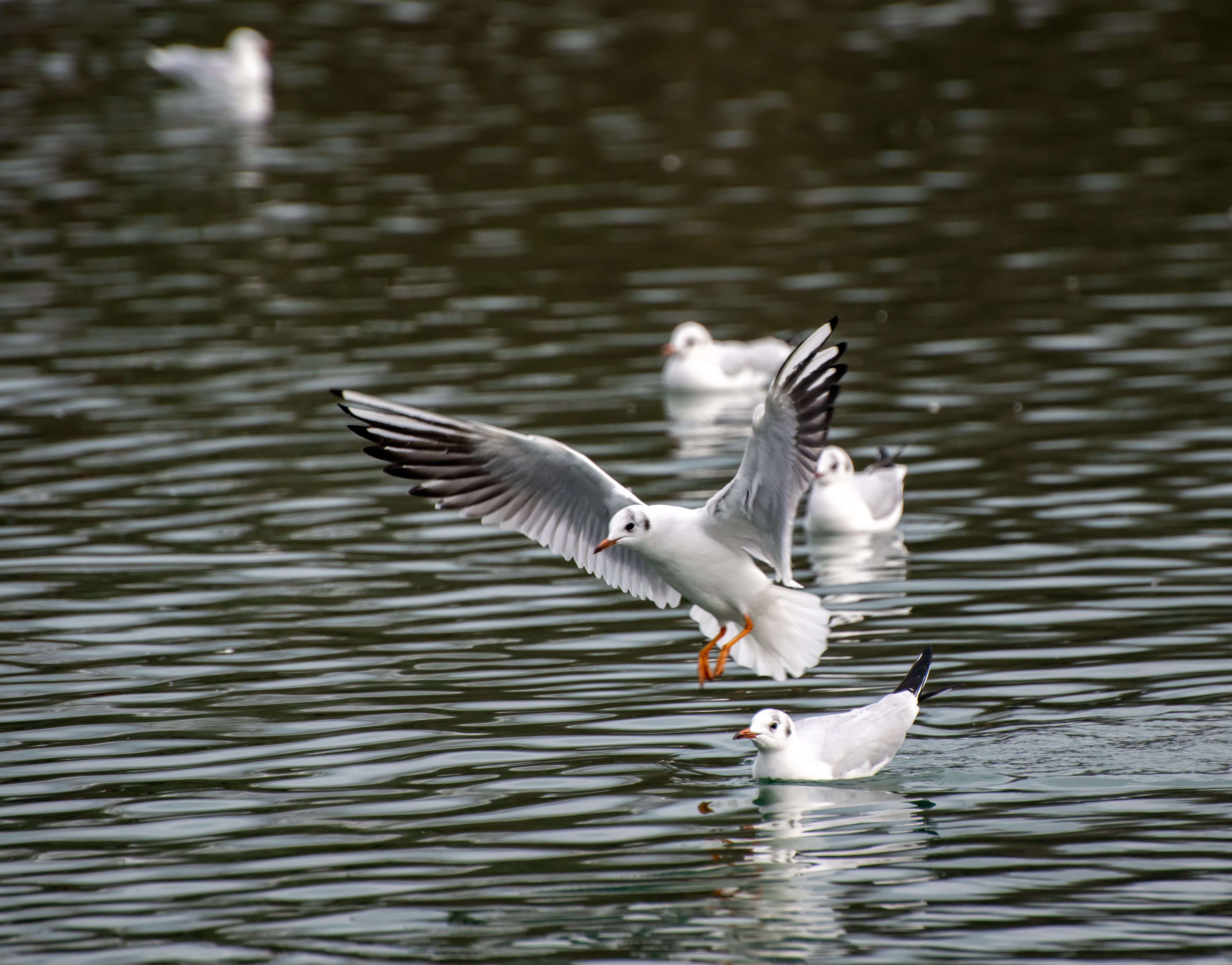 Seagull in Flight over River · Free Stock Photo
