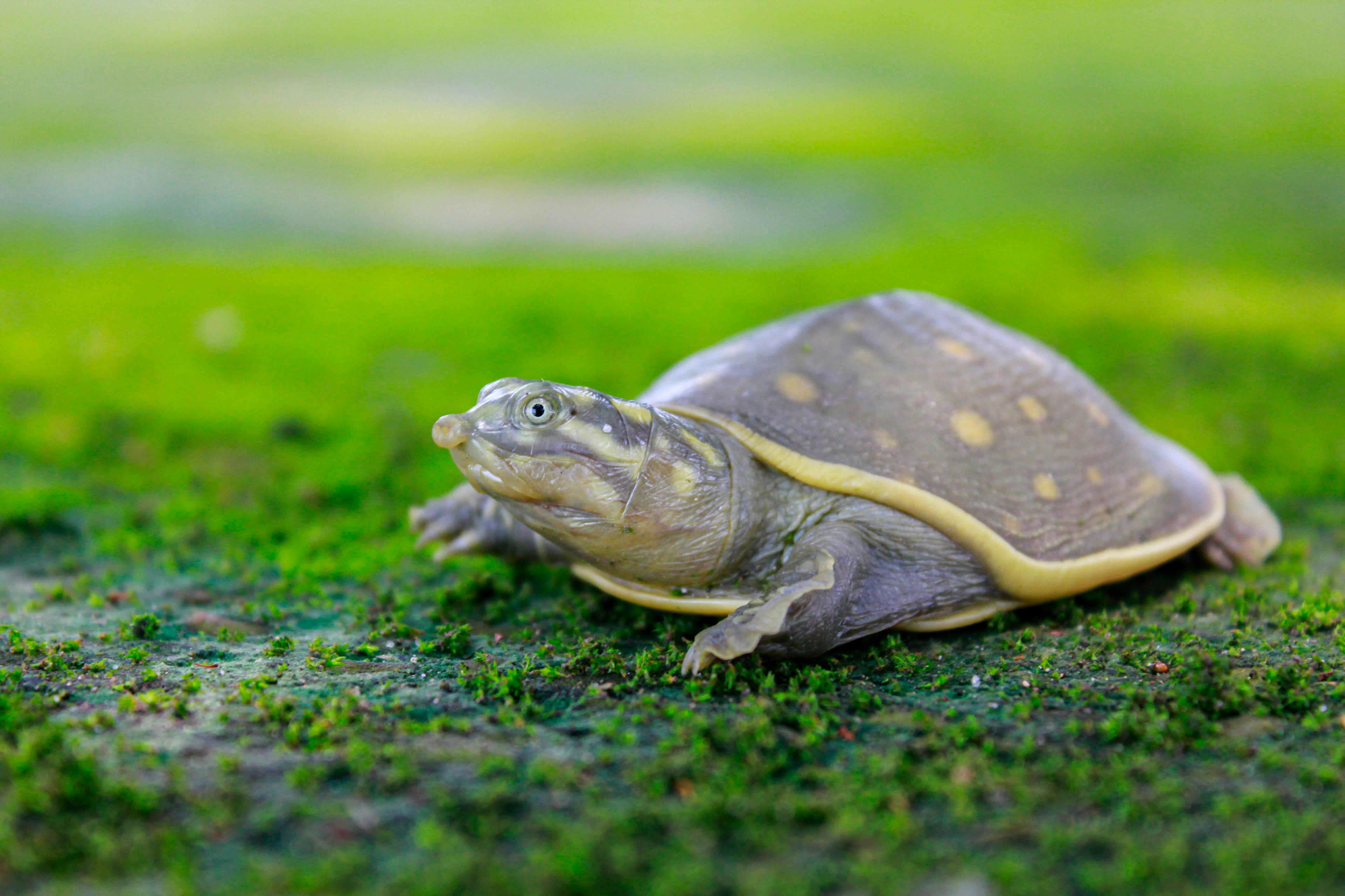 Indian Flapshell Turtle · Free Stock Photo