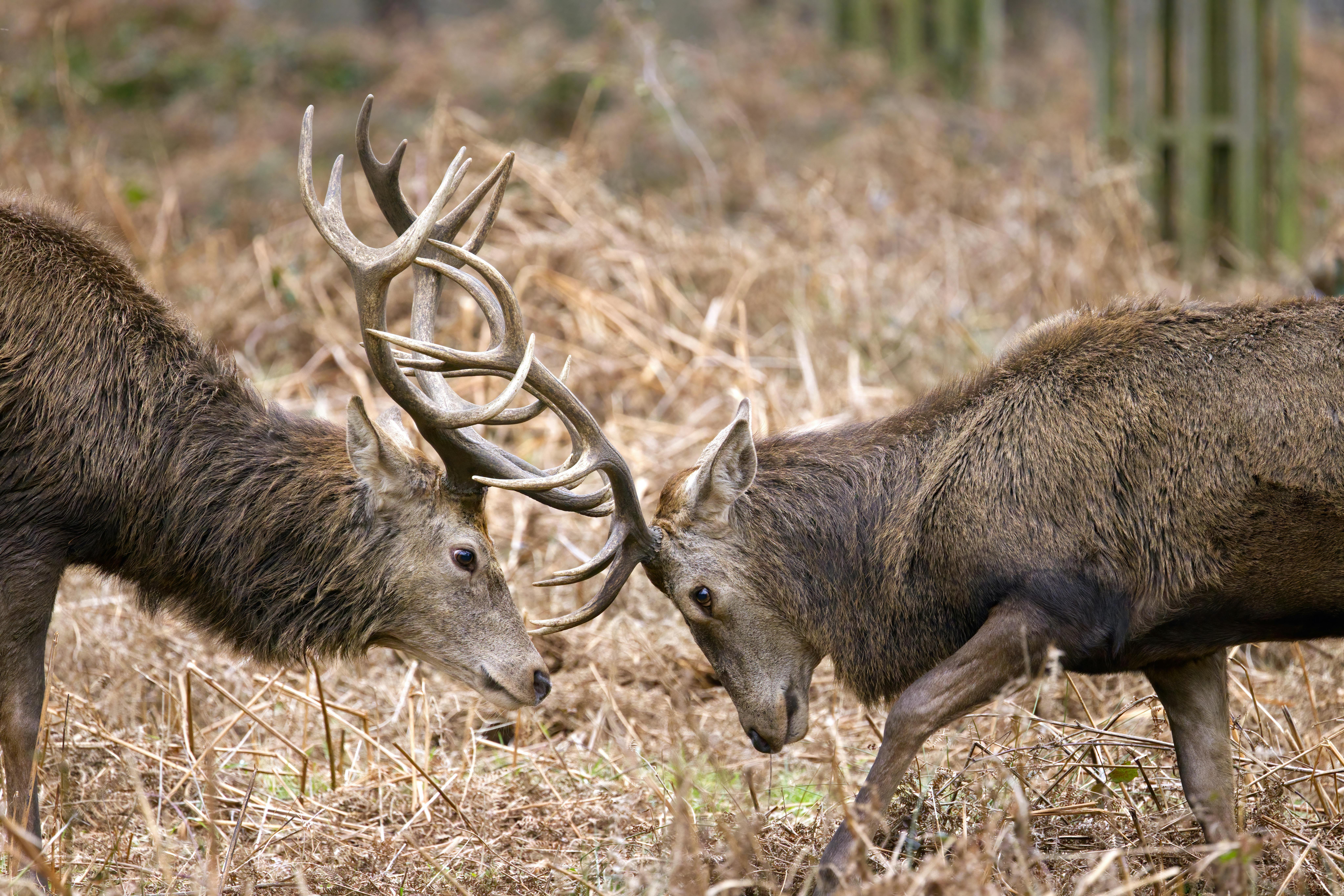 Red Deer Fighting with Their Antlers · Free Stock Photo