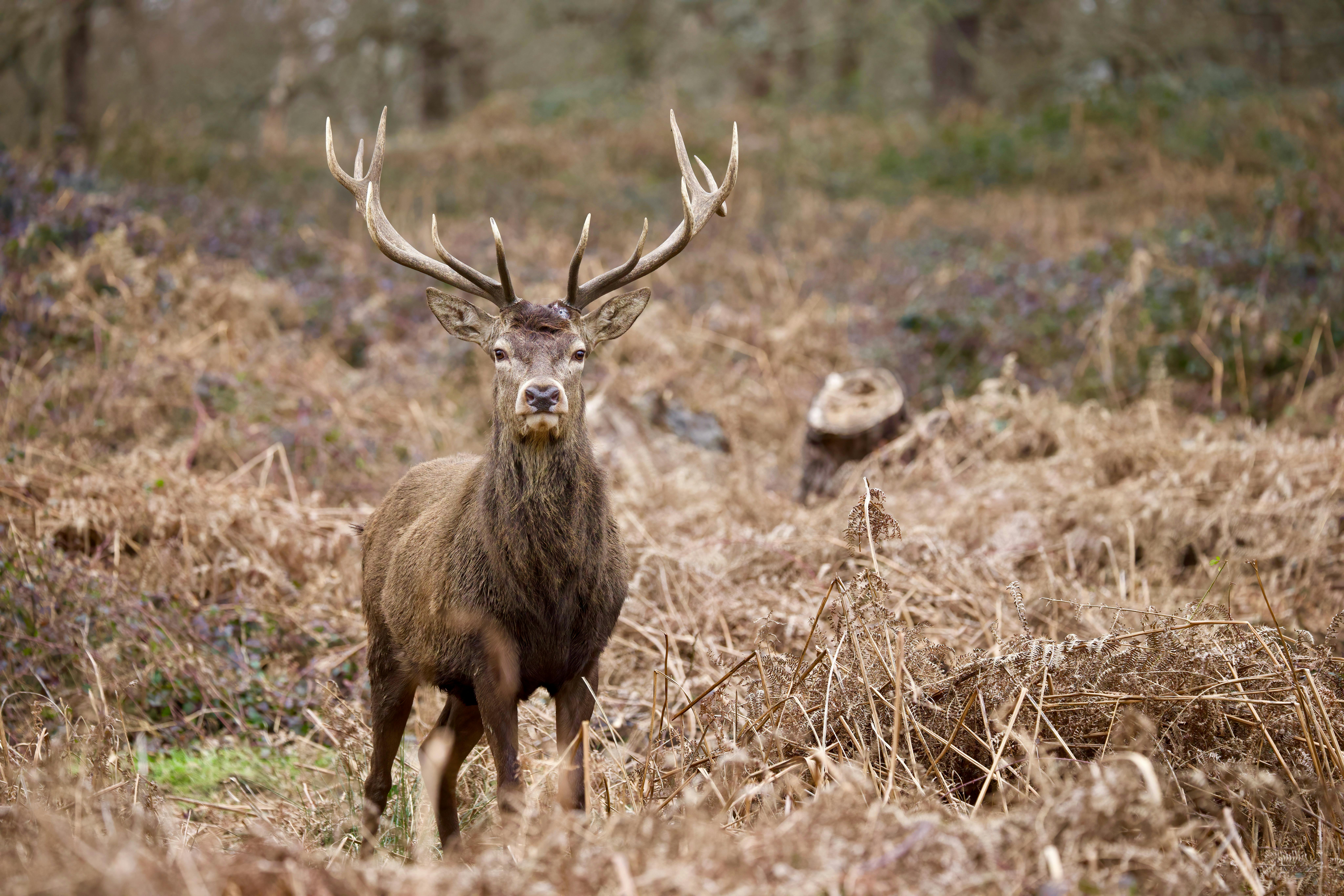 A Red Deer in the Wild · Free Stock Photo