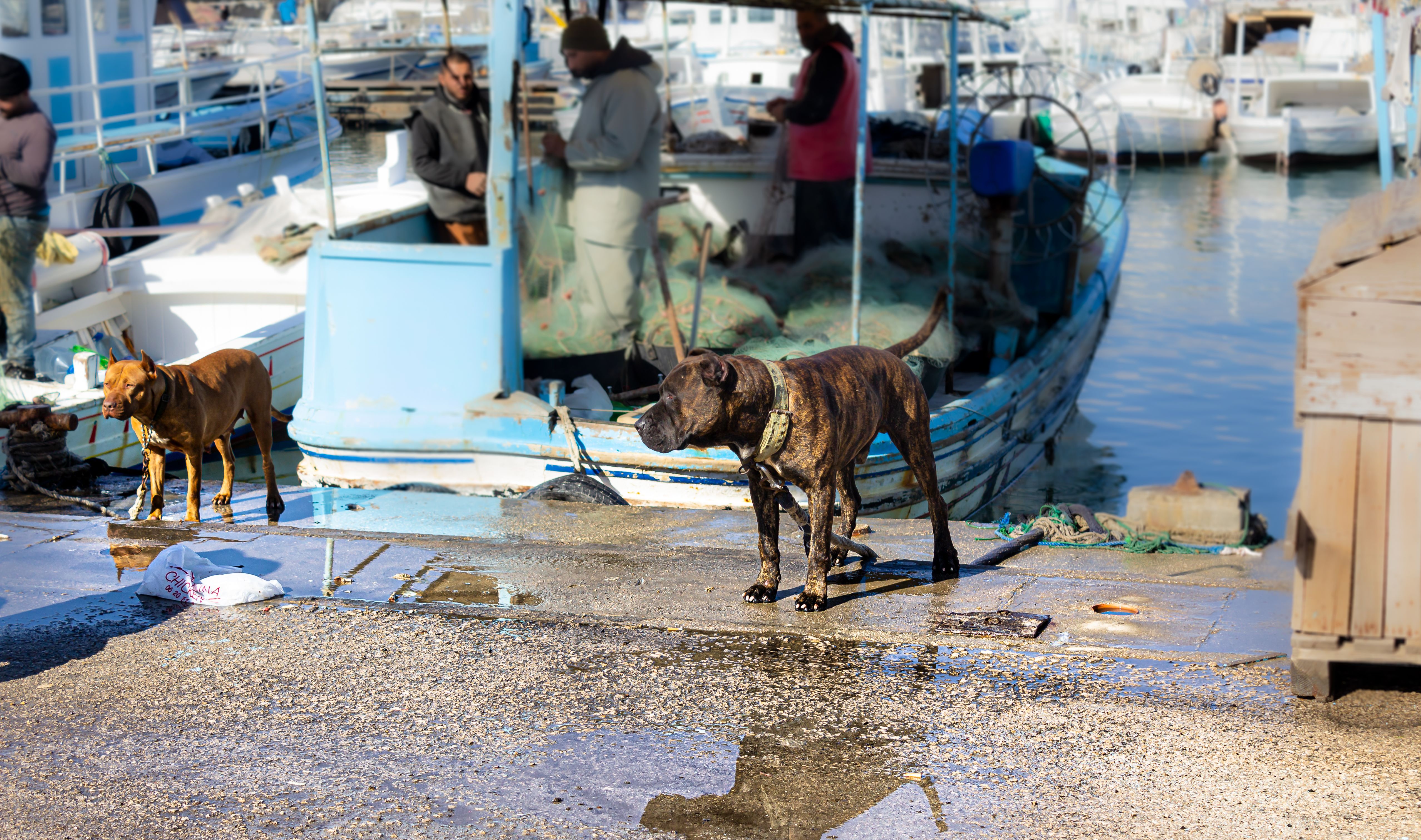 Dogs At Harbor Photos, Download The BEST Free Dogs At Harbor Stock ...