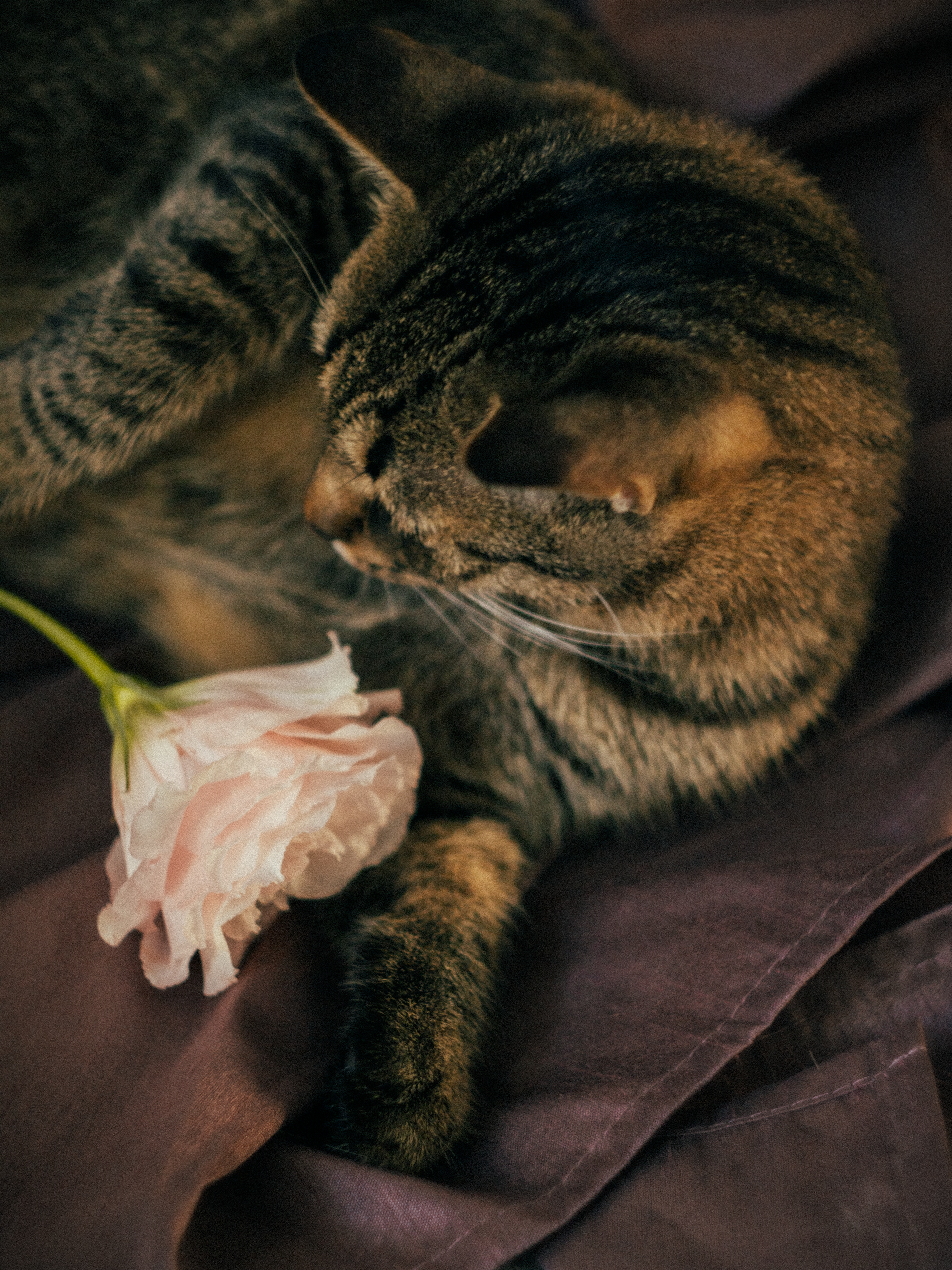 Gato Acostado En La Cama Con Y Sosteniendo Una Flor Rosa · Foto de ...