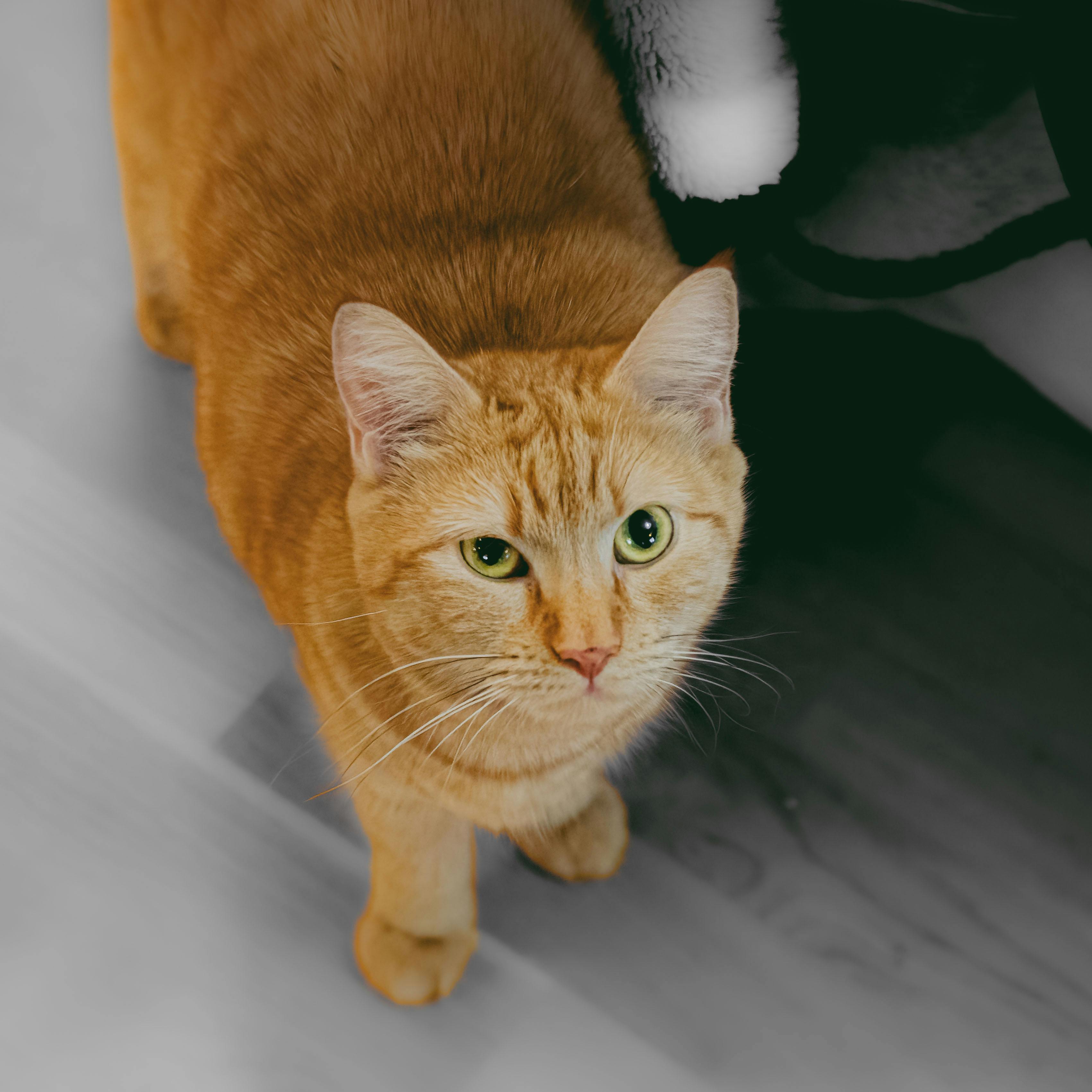Fluffy Ginger Cat · Free Stock Photo
