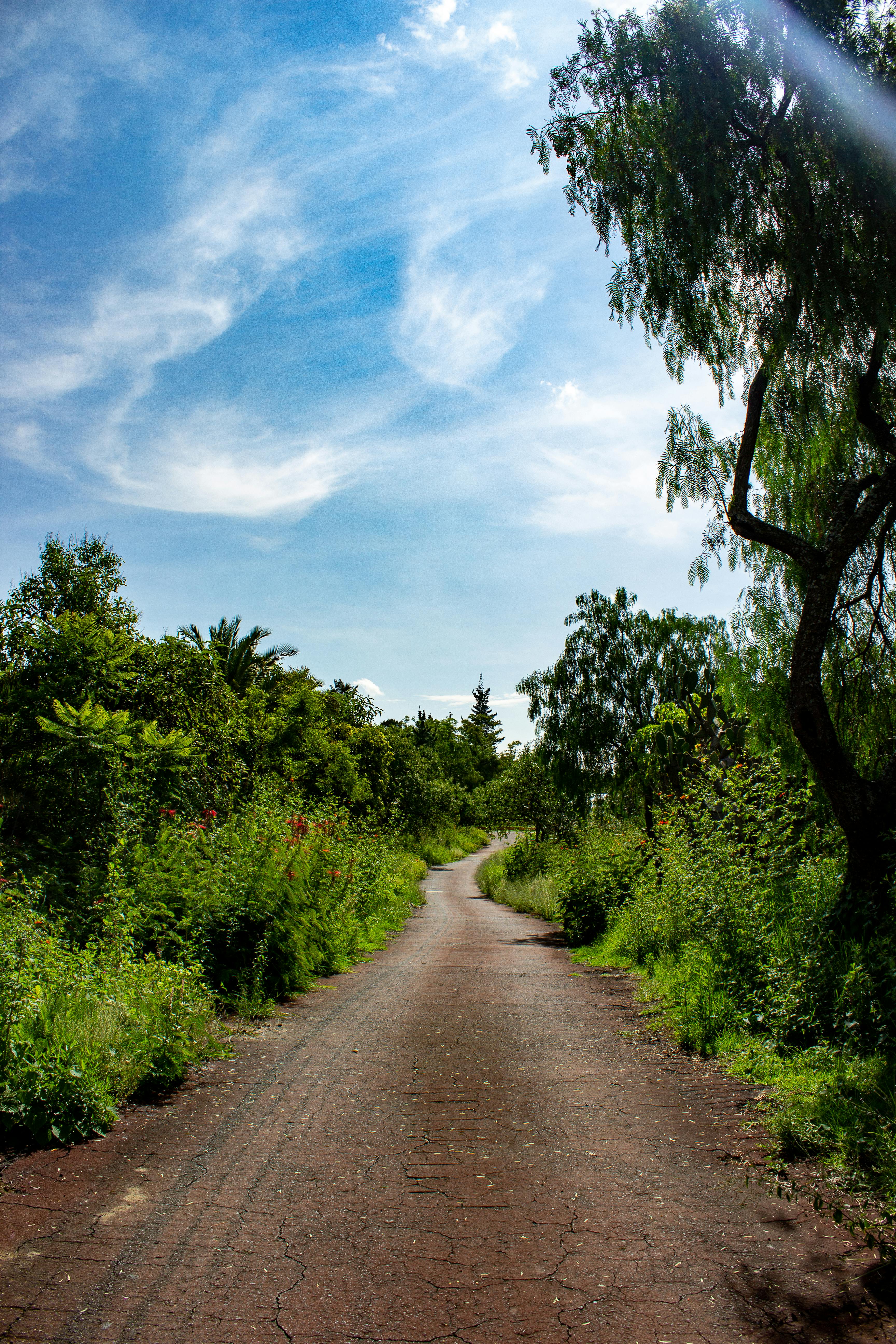 Rural Road in Forest · Free Stock Photo