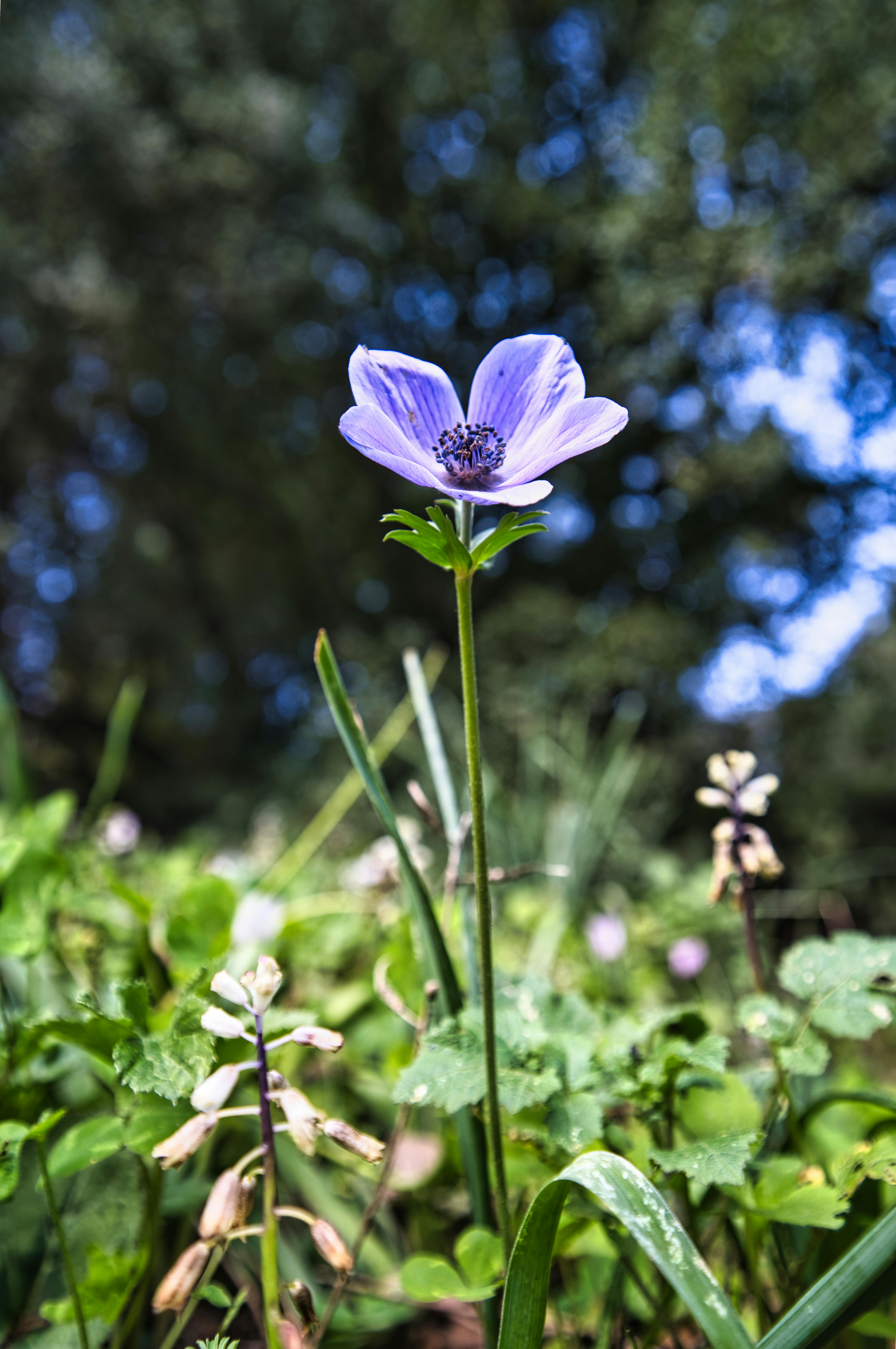 Violet Blossoming Flower · Free Stock Photo