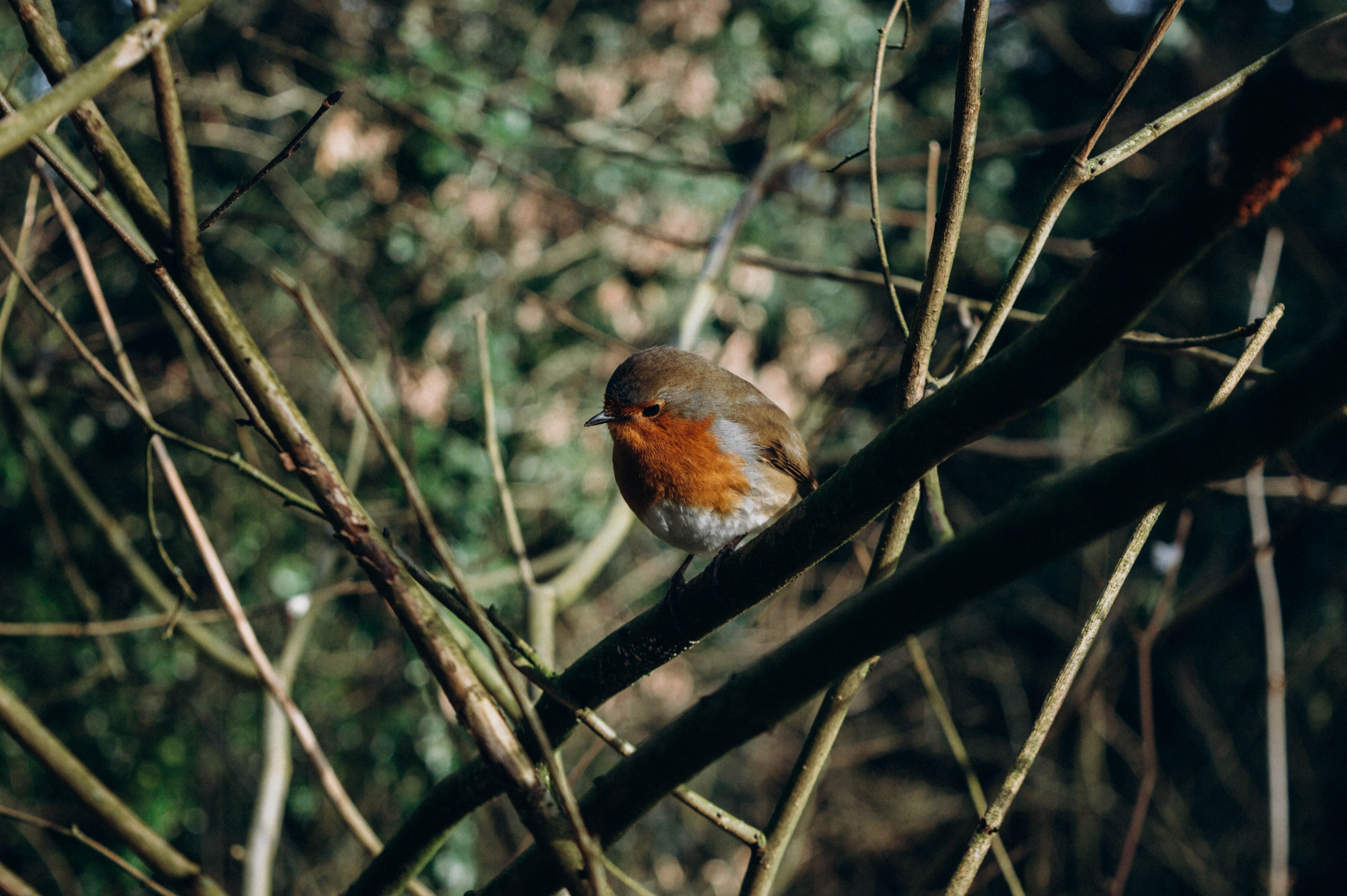 European robin on branch in early spring · Free Stock Photo
