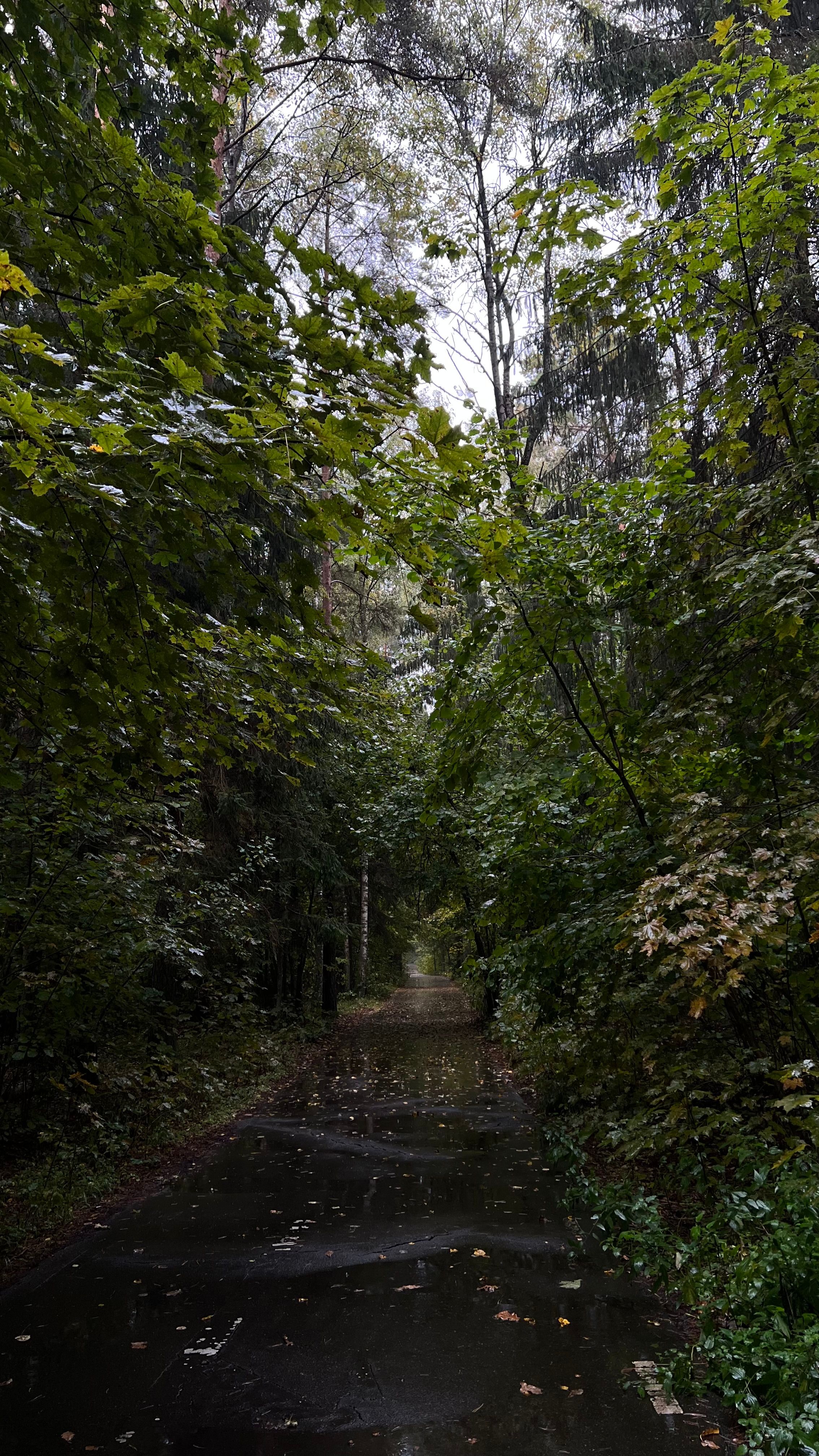 Fantasy Deciduous Forest · Free Stock Photo
