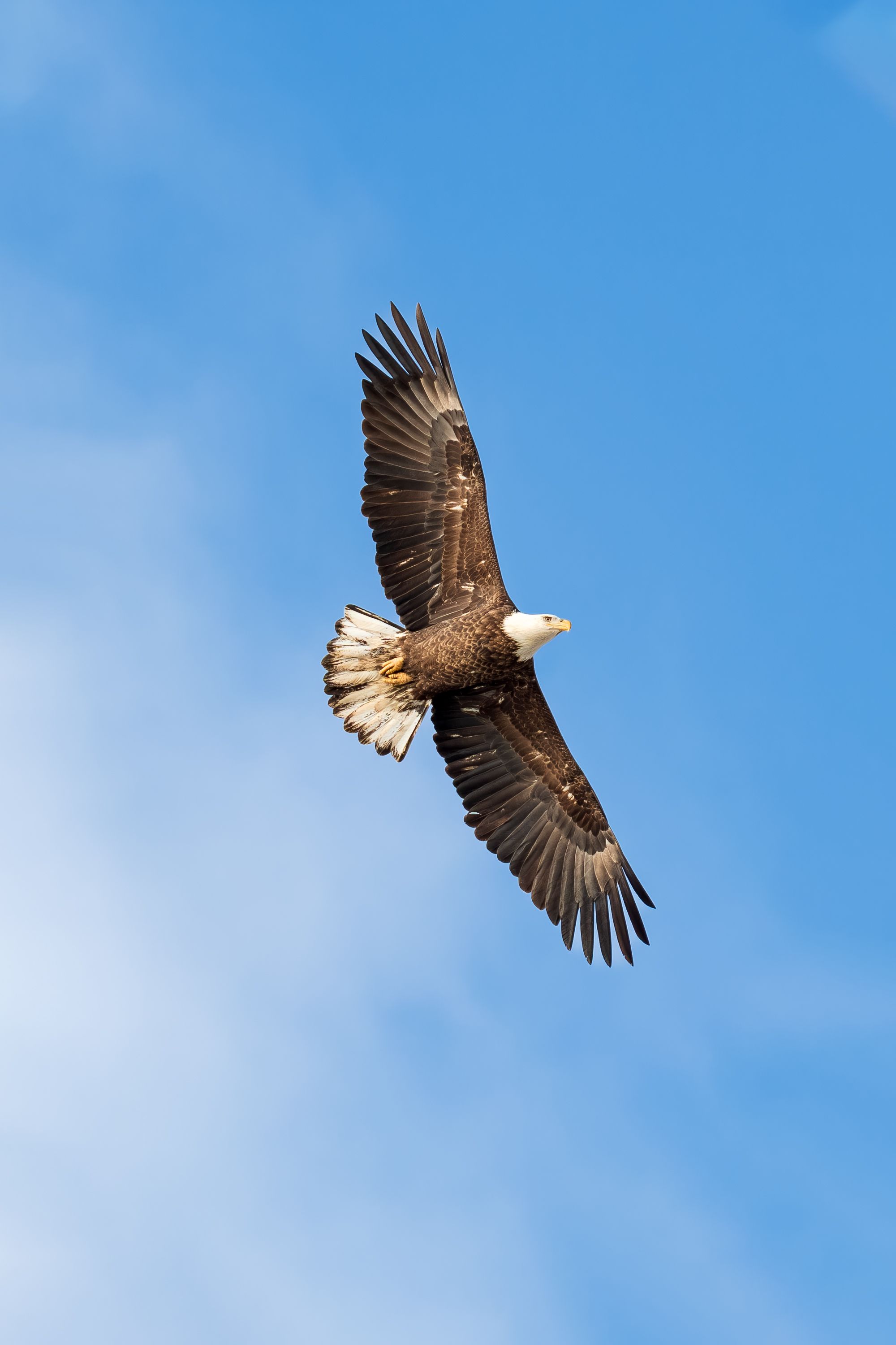 A Bald Eagle Flying Over the Lake · Free Stock Photo