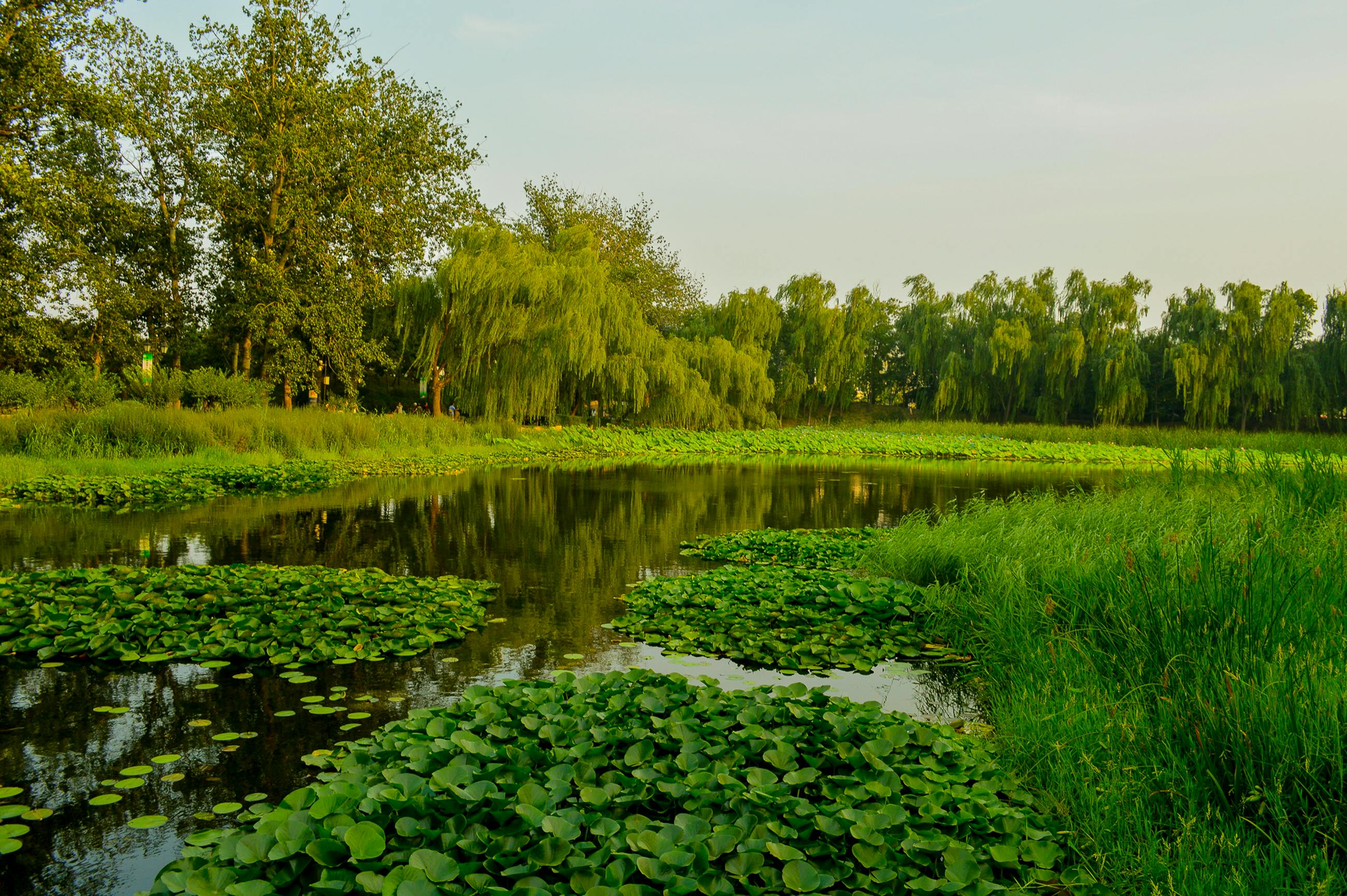 Marsh Arabs Photos, Download The BEST Free Marsh Arabs Stock Photos ...