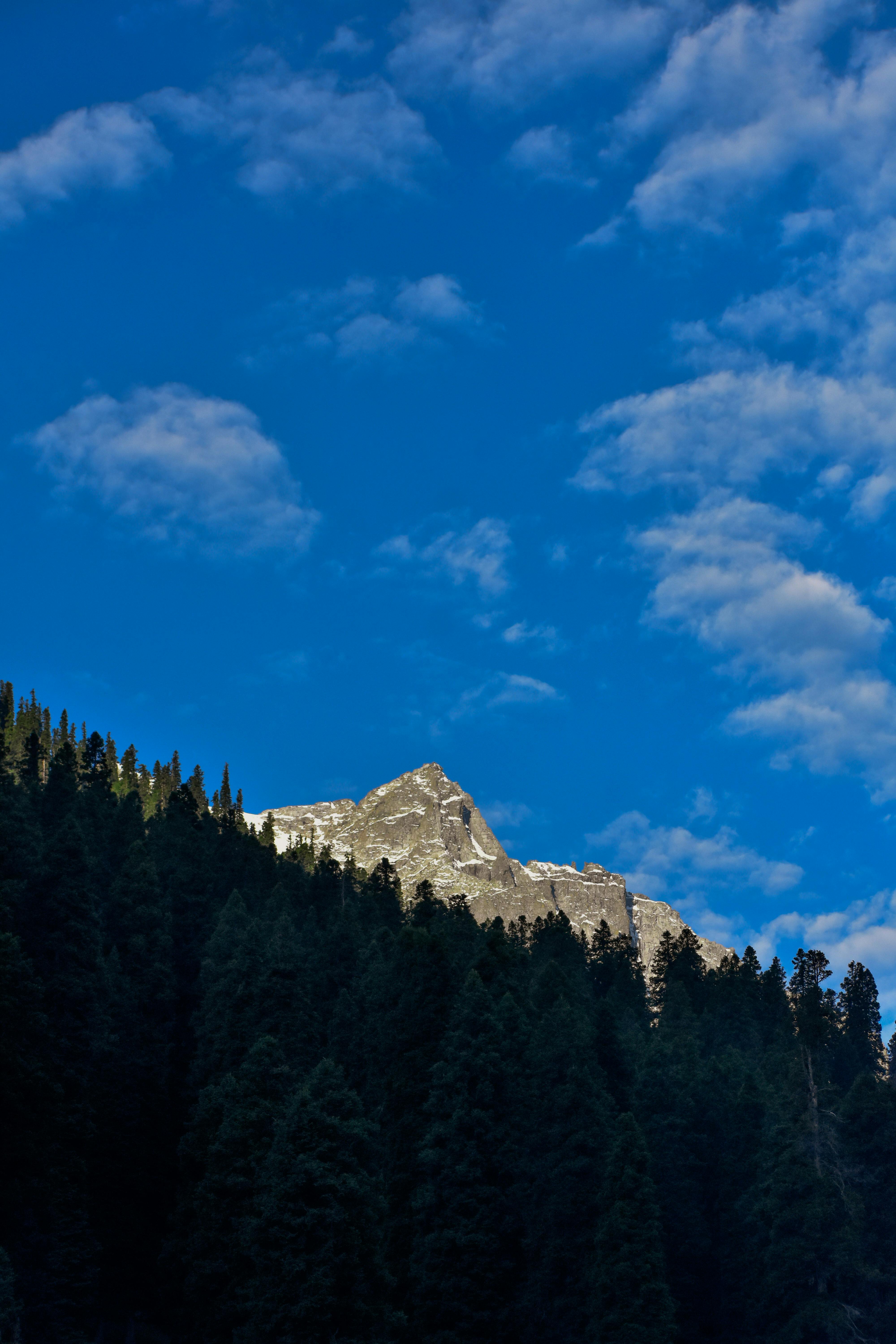 Forest and Mountain behind · Free Stock Photo