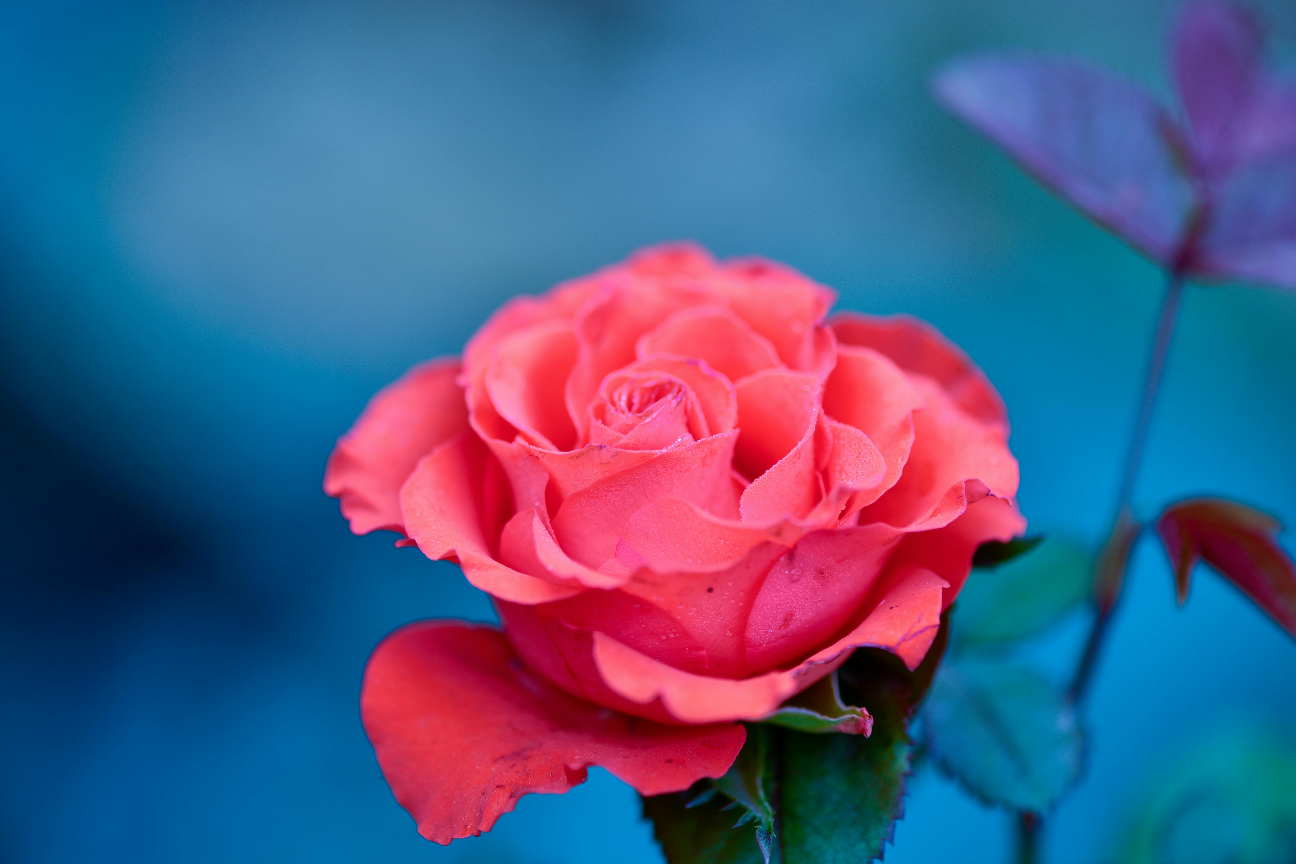 Fire Lily Flower · Free Stock Photo