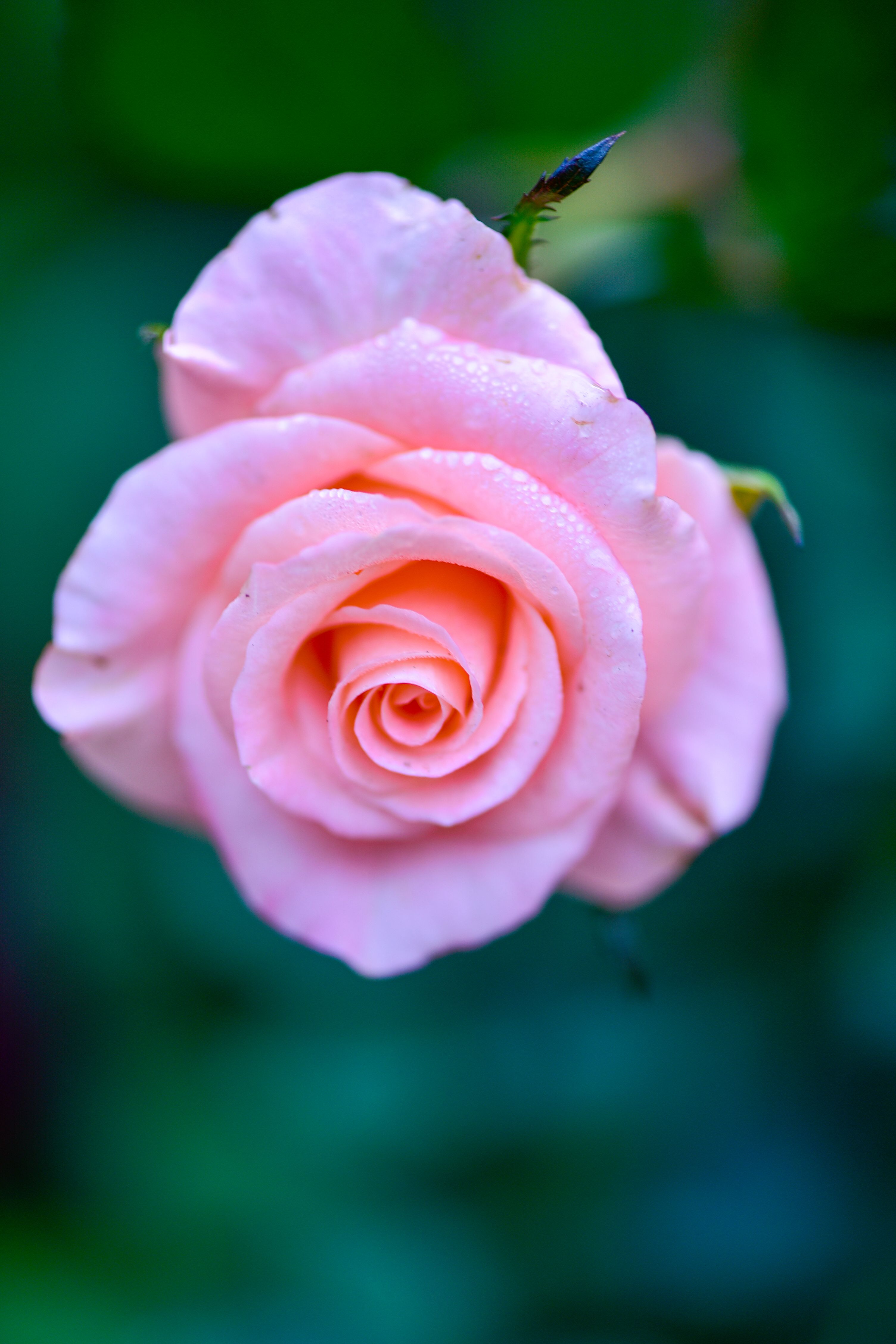Close-up of Blooming Rose in Garden · Free Stock Photo