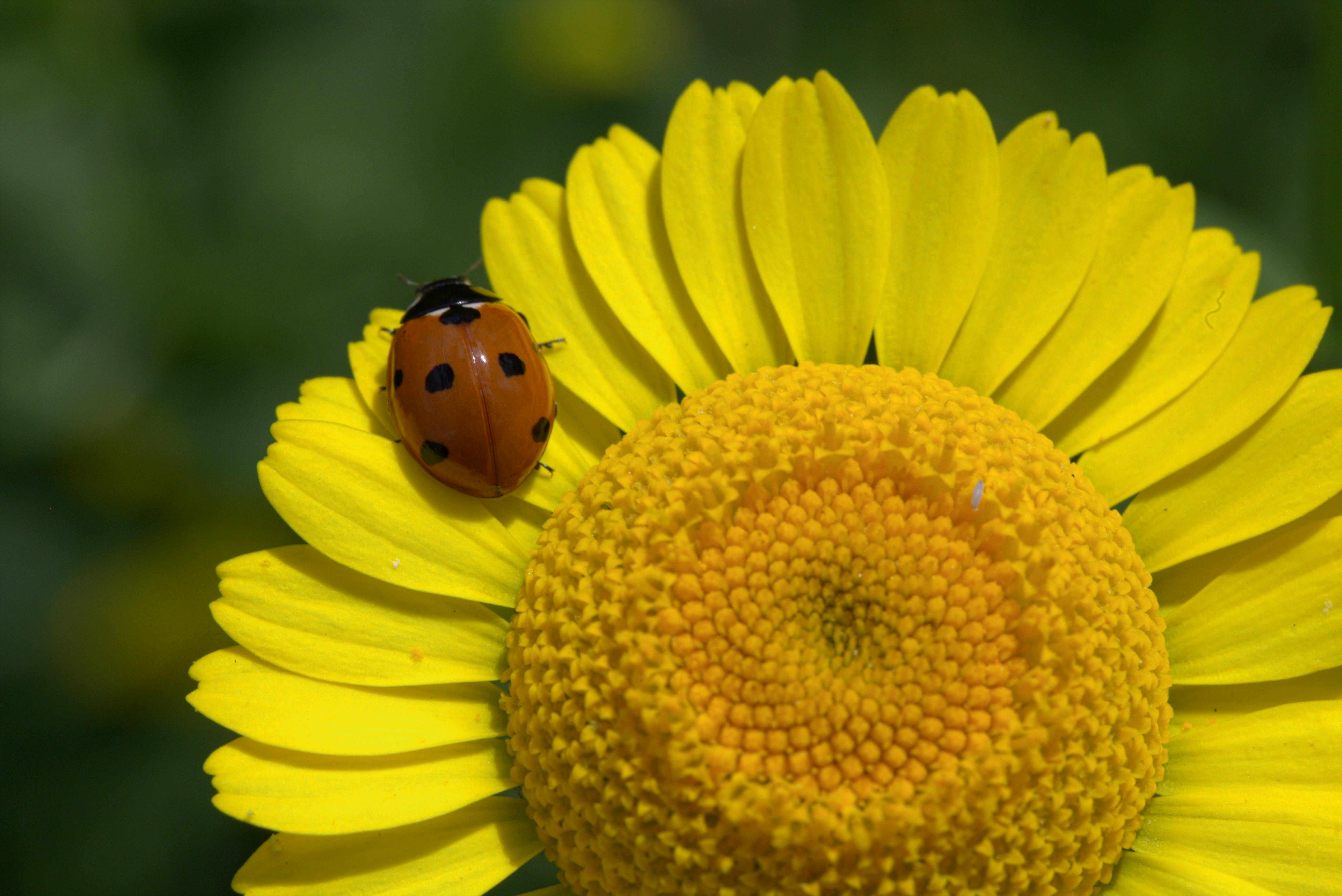 Ladybug Wallpaper Photos, Download The BEST Free Ladybug Wallpaper ...