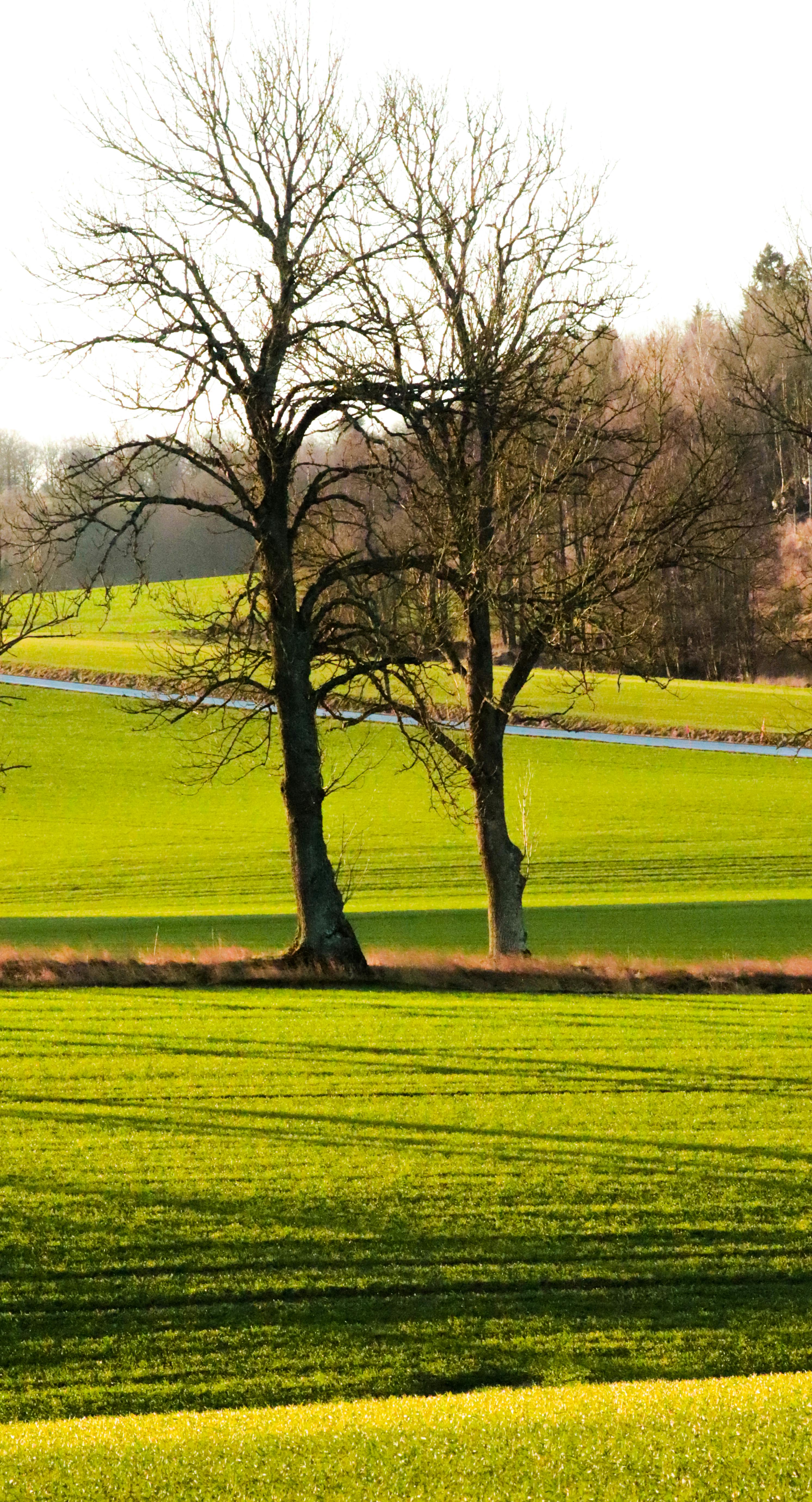 Trees on Grassland · Free Stock Photo