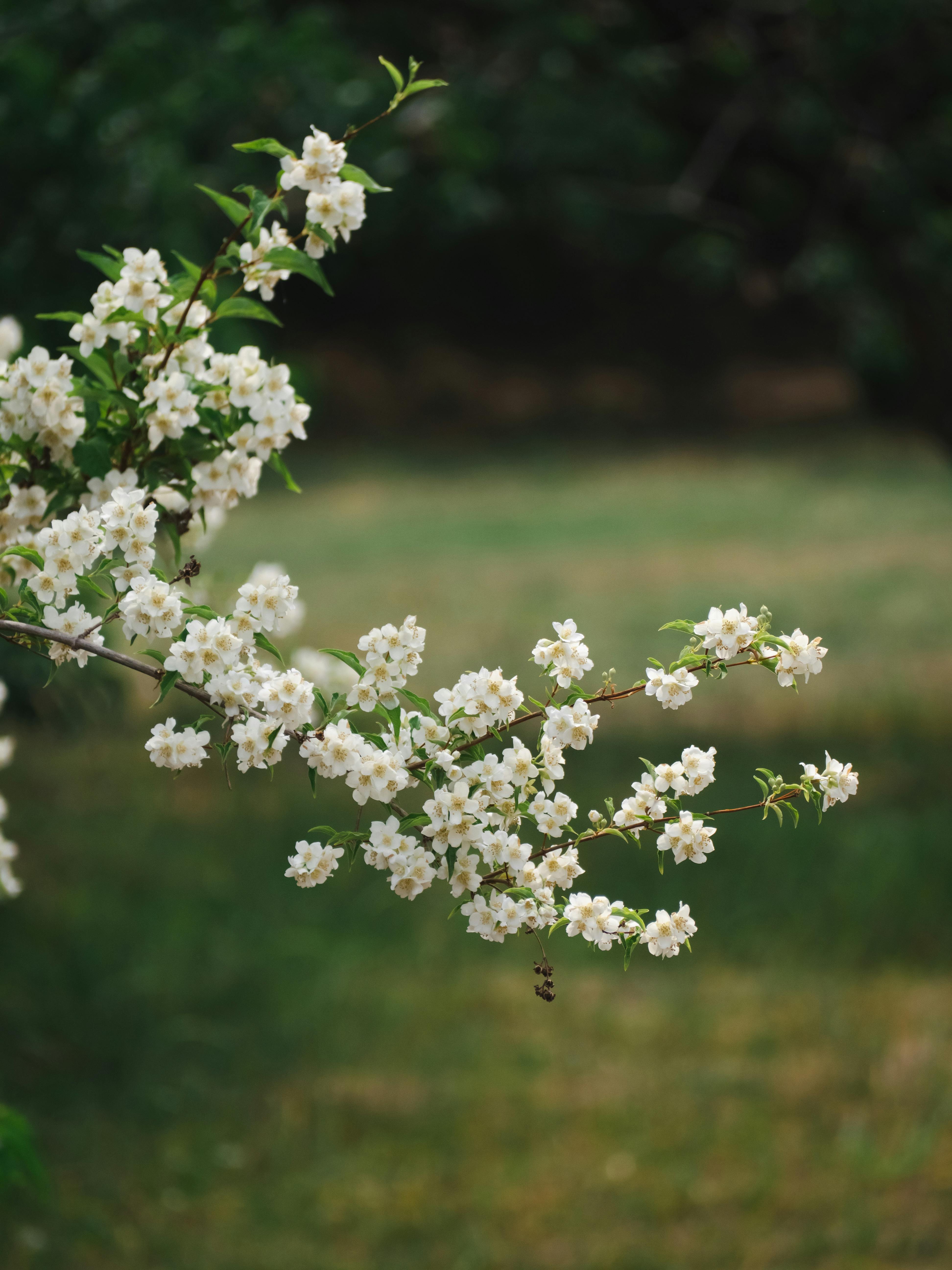 Blossoming Spring Tree · Free Stock Photo