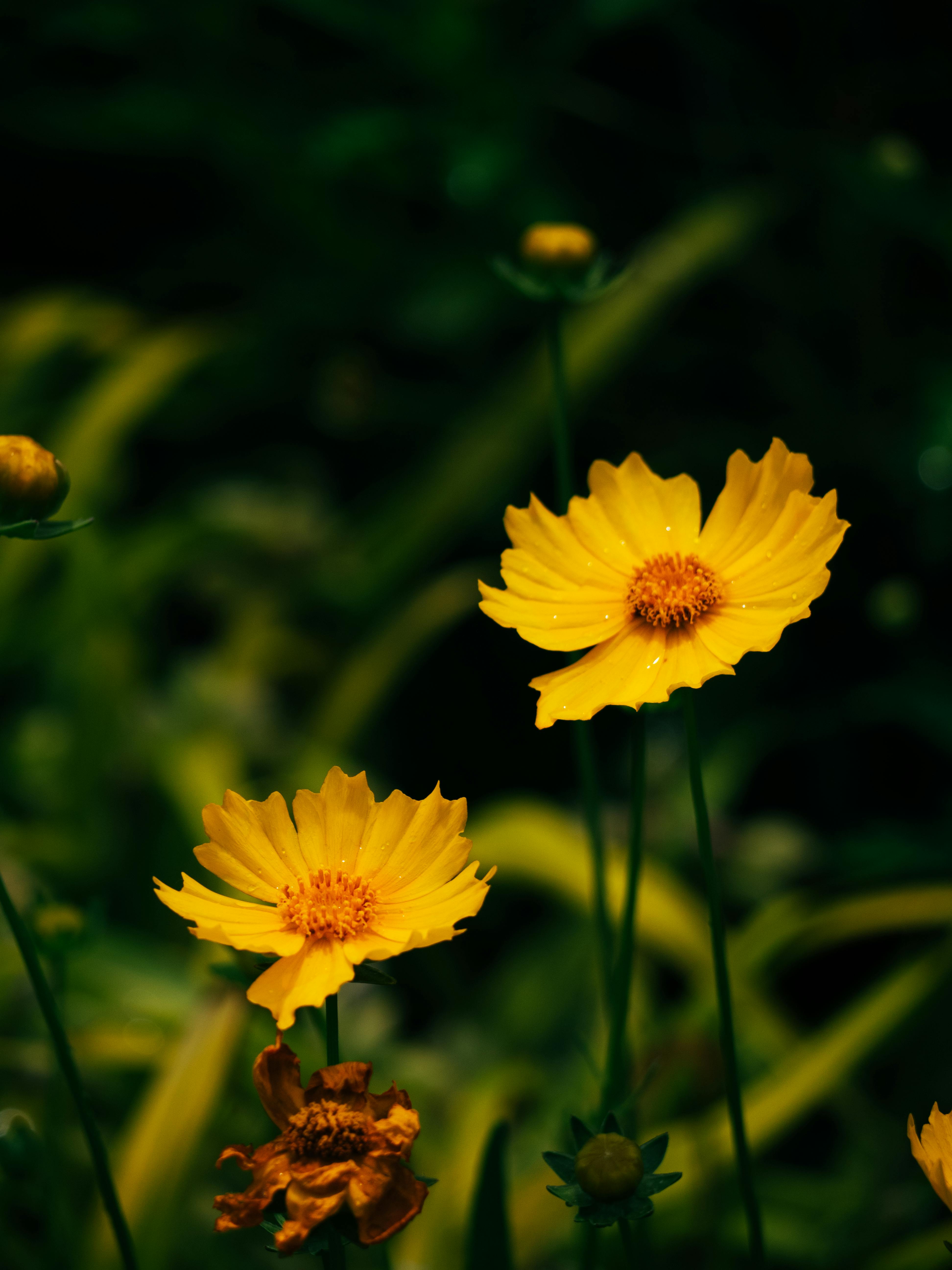 Yellow Flower Heads · Free Stock Photo
