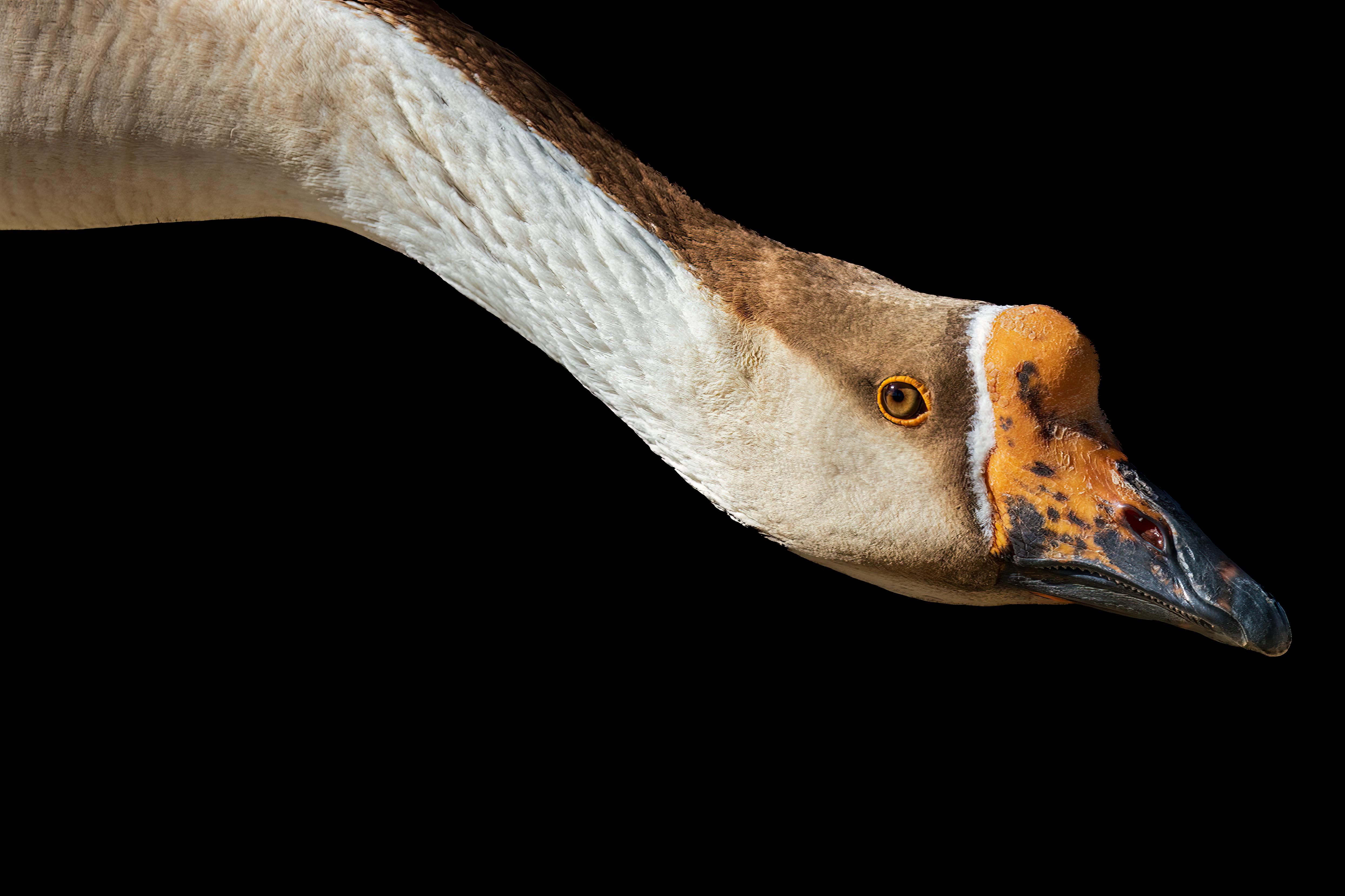 Goose Wallpaper Photos, Download The BEST Free Goose Wallpaper Stock ...